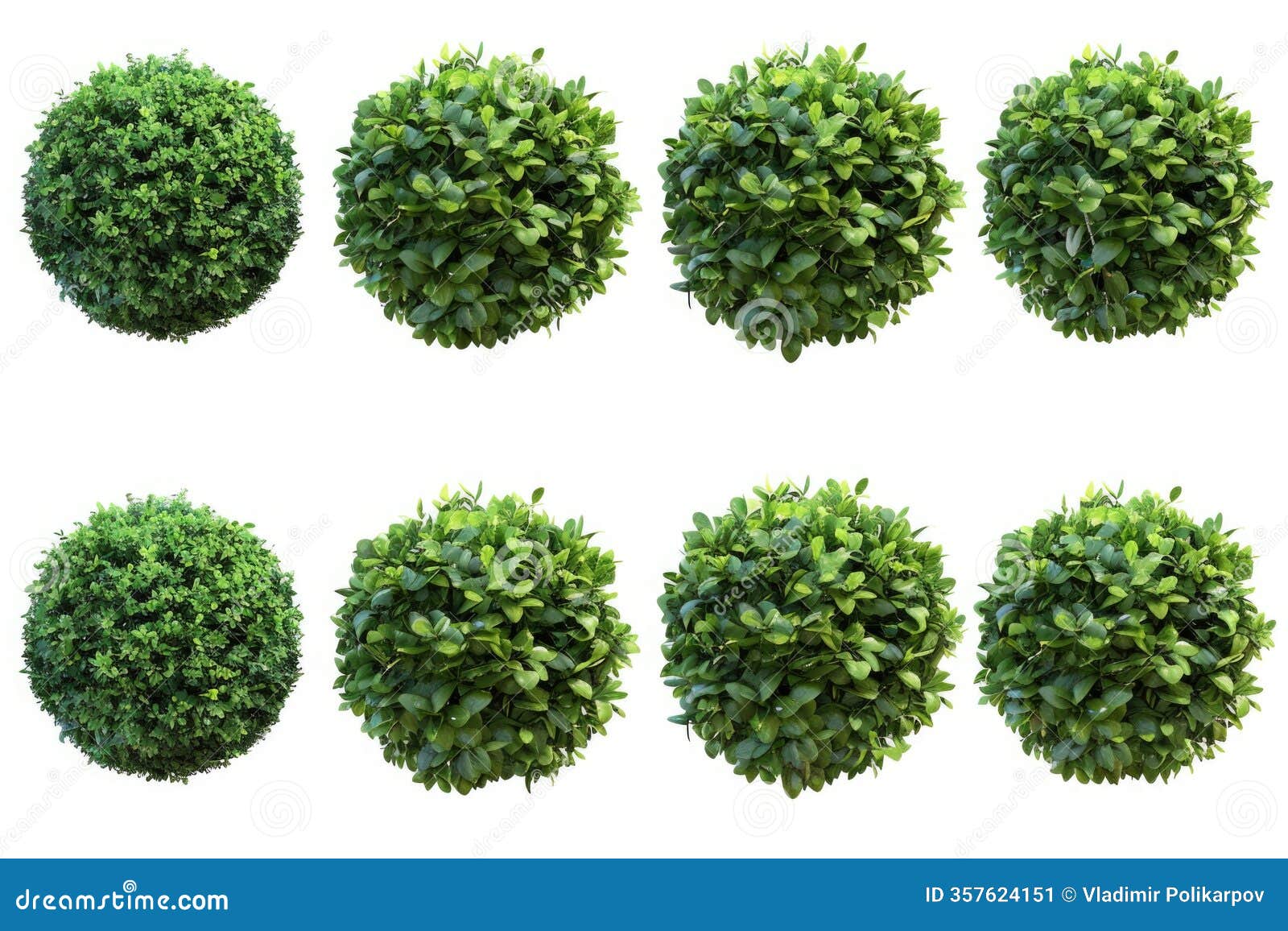 A Selection of Six Different Types of Bushes on Display Stock Image ...