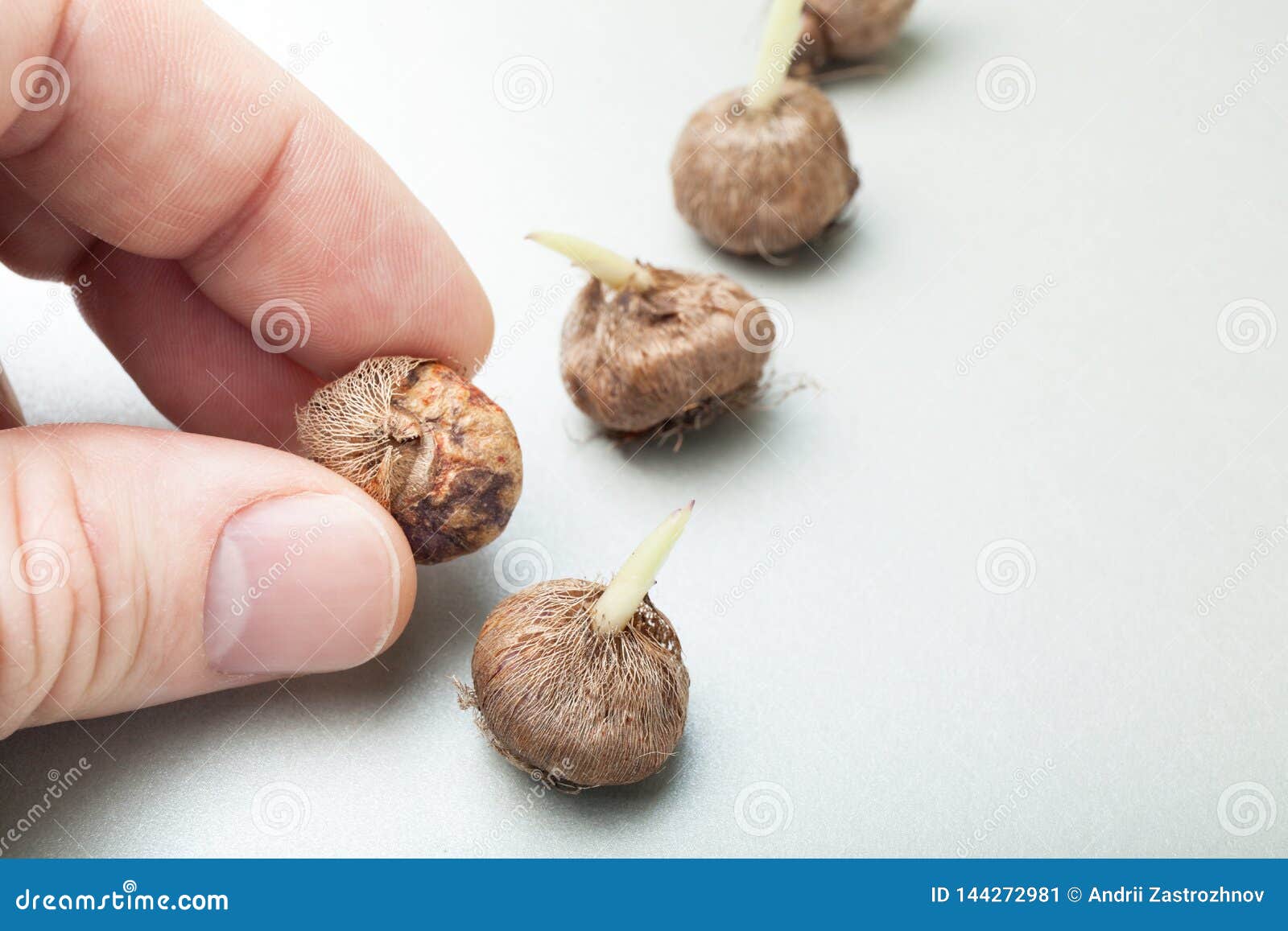 Selection and Sorting of Quality and Bad Bulbs of Spring Flowers Stock ...