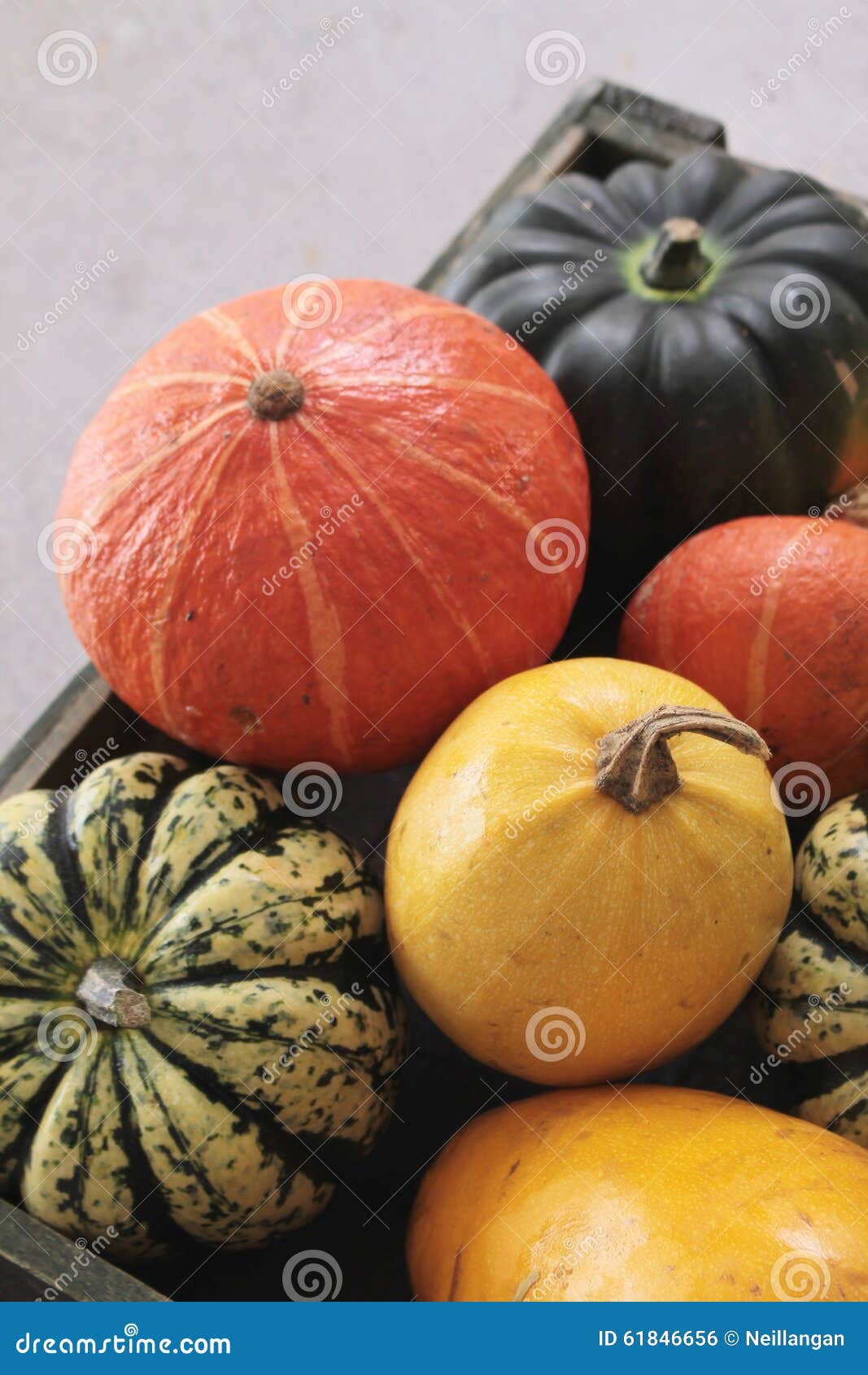 Selection of Squash Vegetables Stock Photo - Image of vegetables ...