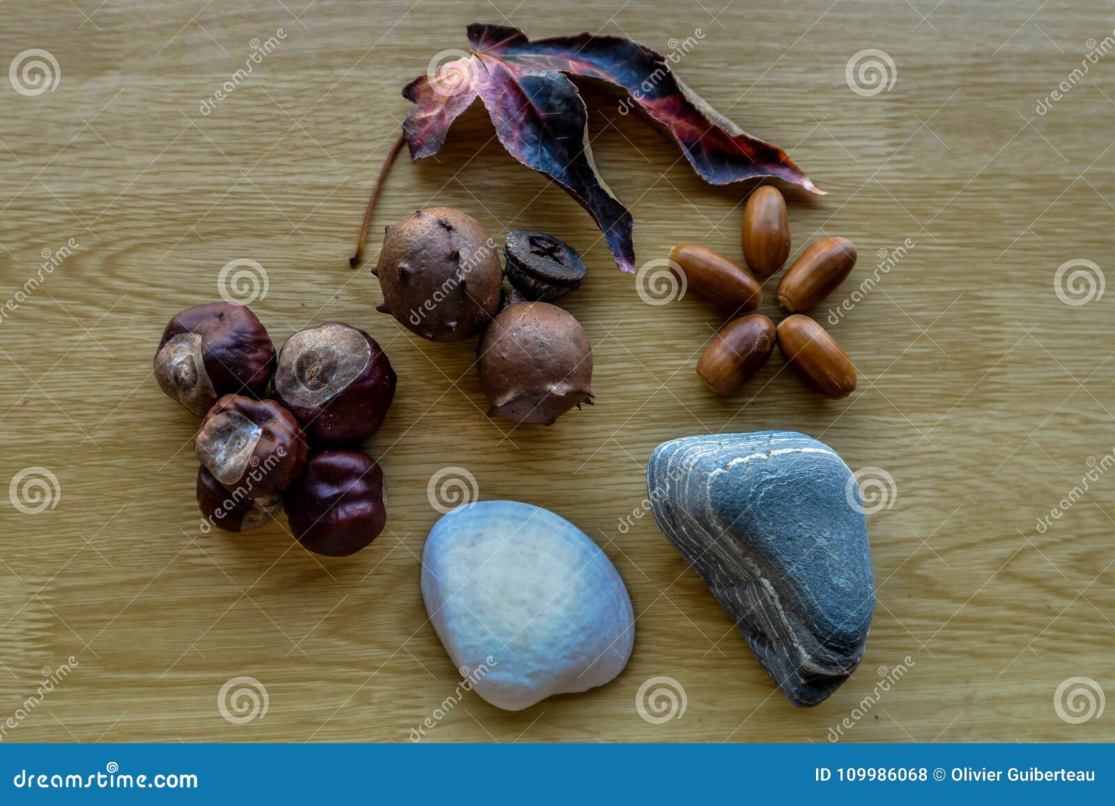 A Selection of Stones and Nuts Stock Photo - Image of october, horse ...