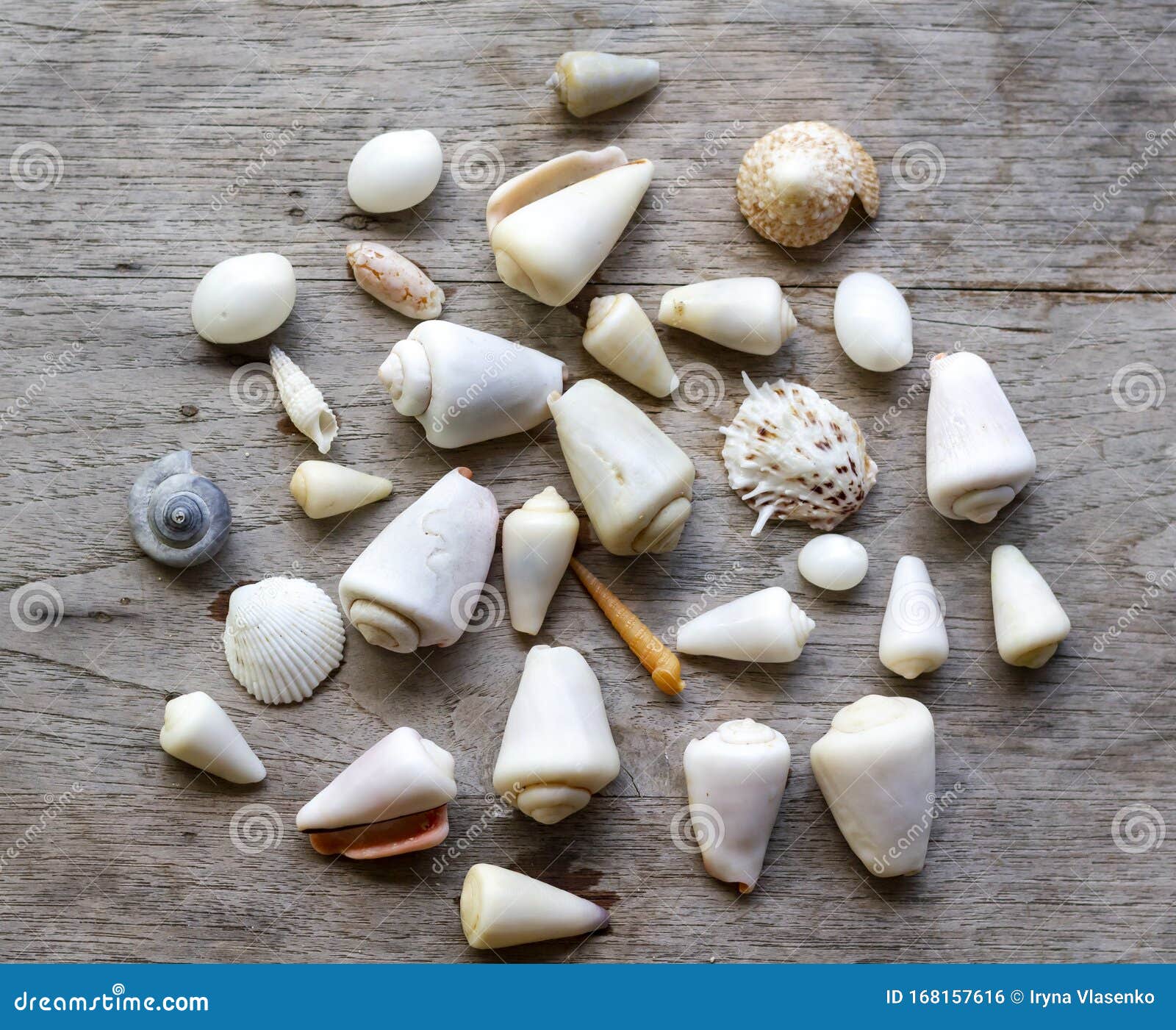Selection of the Tropical Sea Shells Stock Photo - Image of empty ...