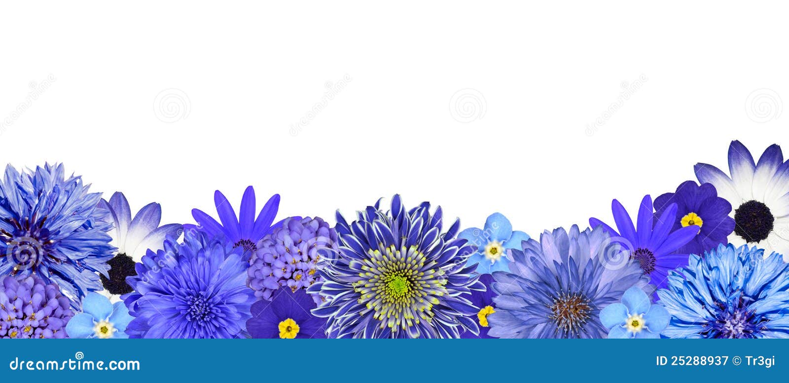 Selection Of Various Blue Flowers At Bottom Row Royalty Free Stock ...