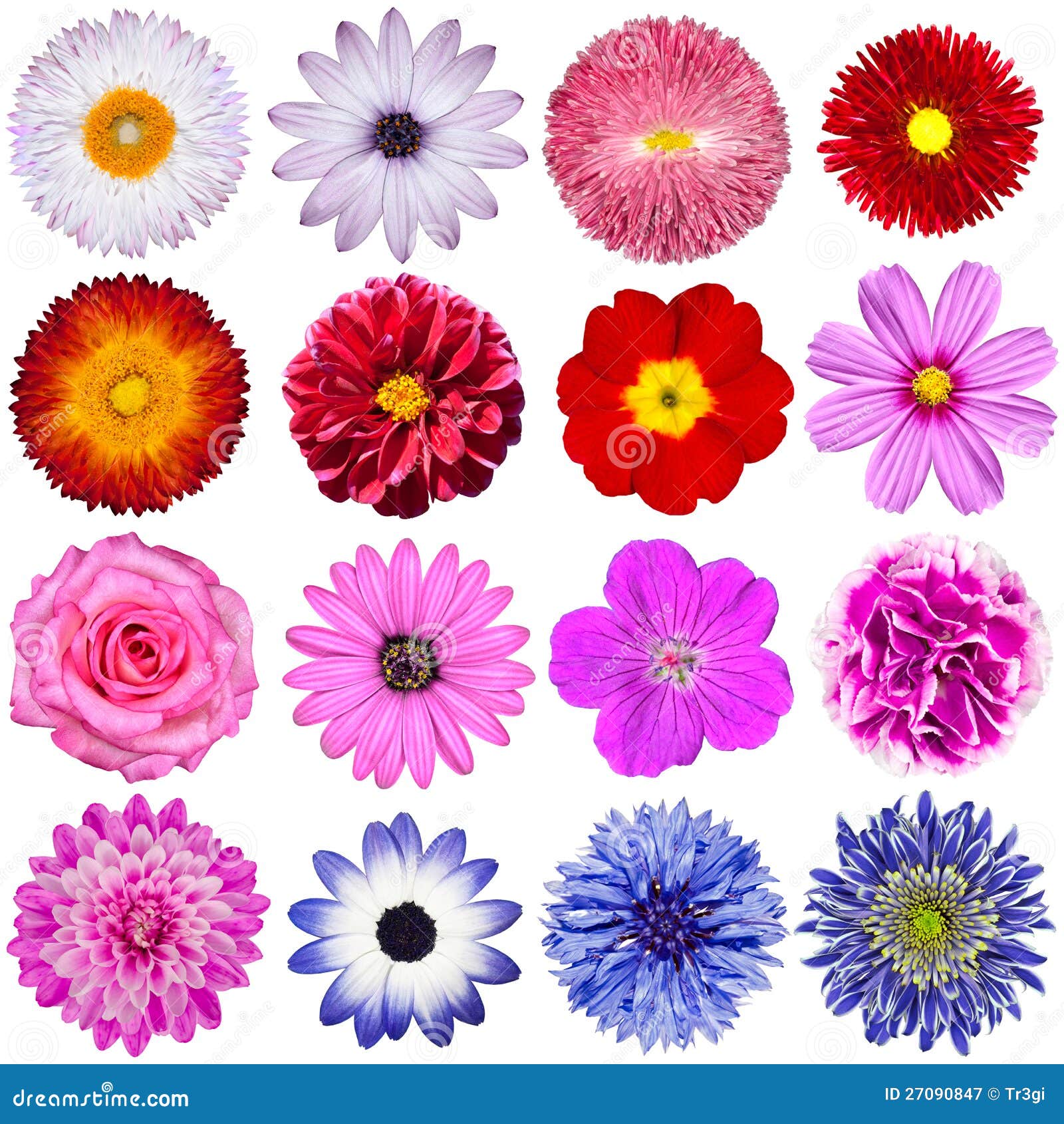 Selection Of Various Flowers Isolated On White Stock Image - Image ... Selection Of Various Flowers Isolated On White Stock Image - Image ...