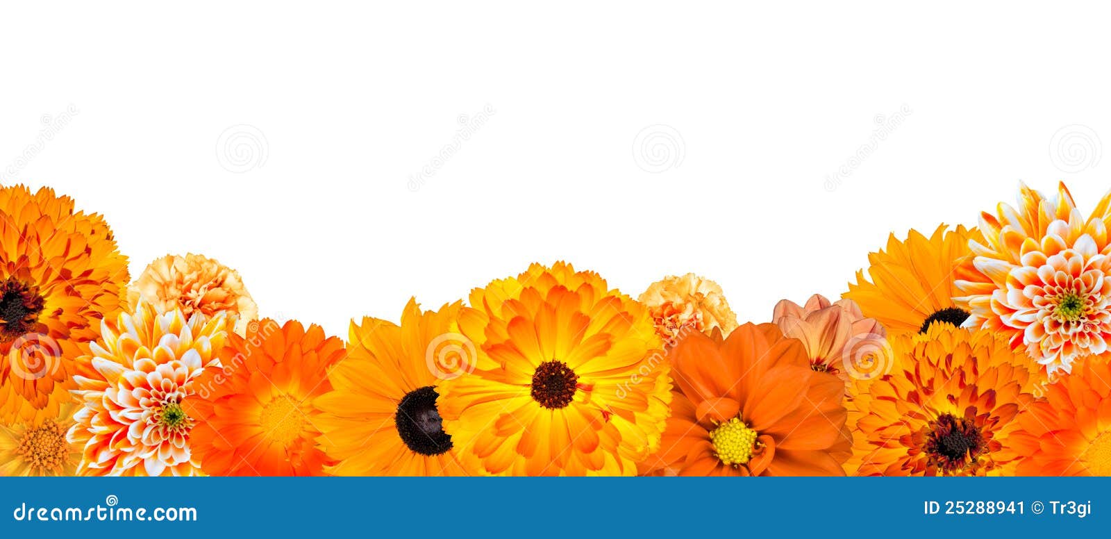Selection of Various Orange Flowers at Bottom Row Stock Image - Image ...