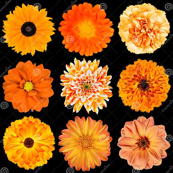 Selection of Various Orange Flowers Isolated Stock Photo - Image of ...
