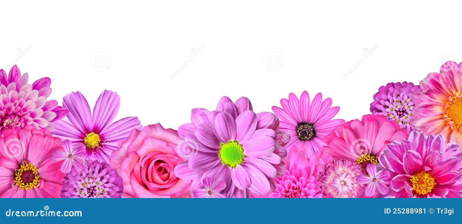 Selection of Various Pink White Flowers Row Stock Image - Image of ...