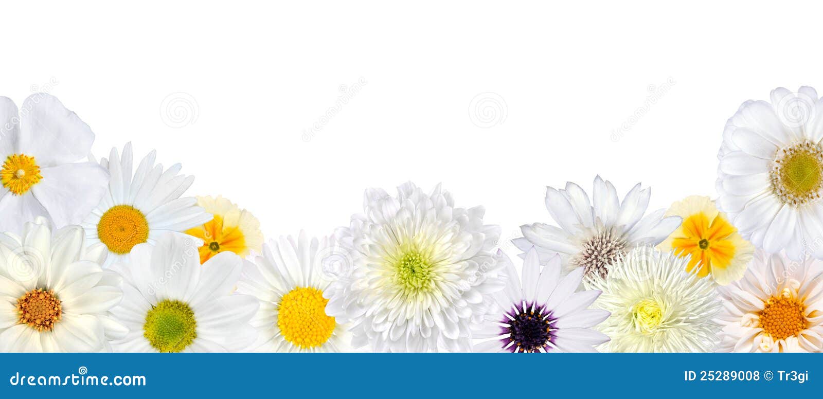 Selection of White Flowers at Bottom Row Stock Photo - Image of ...