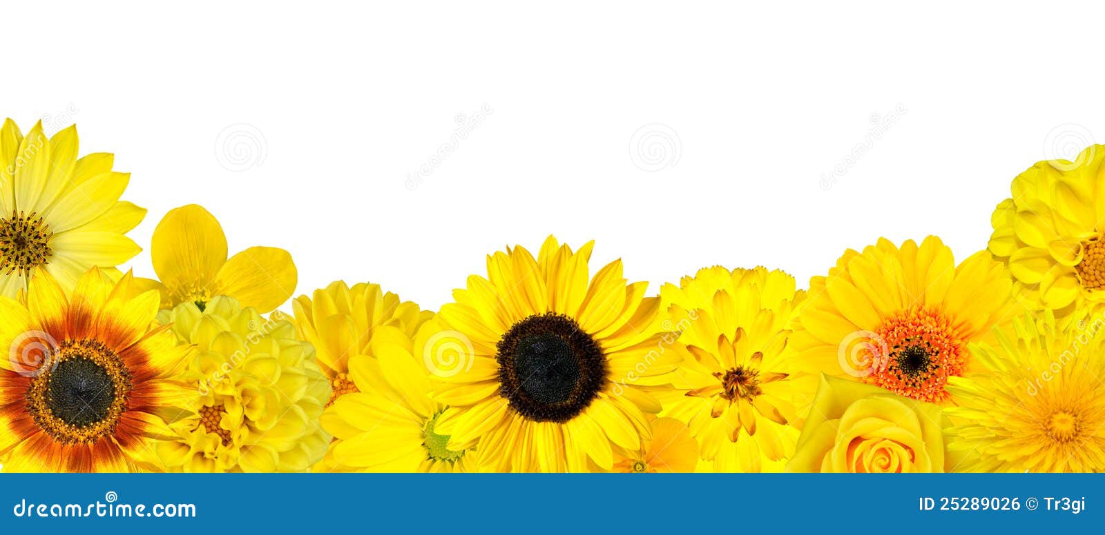 Selection of Yellow Flowers at Bottom Row Isolated Stock Photo - Image ...