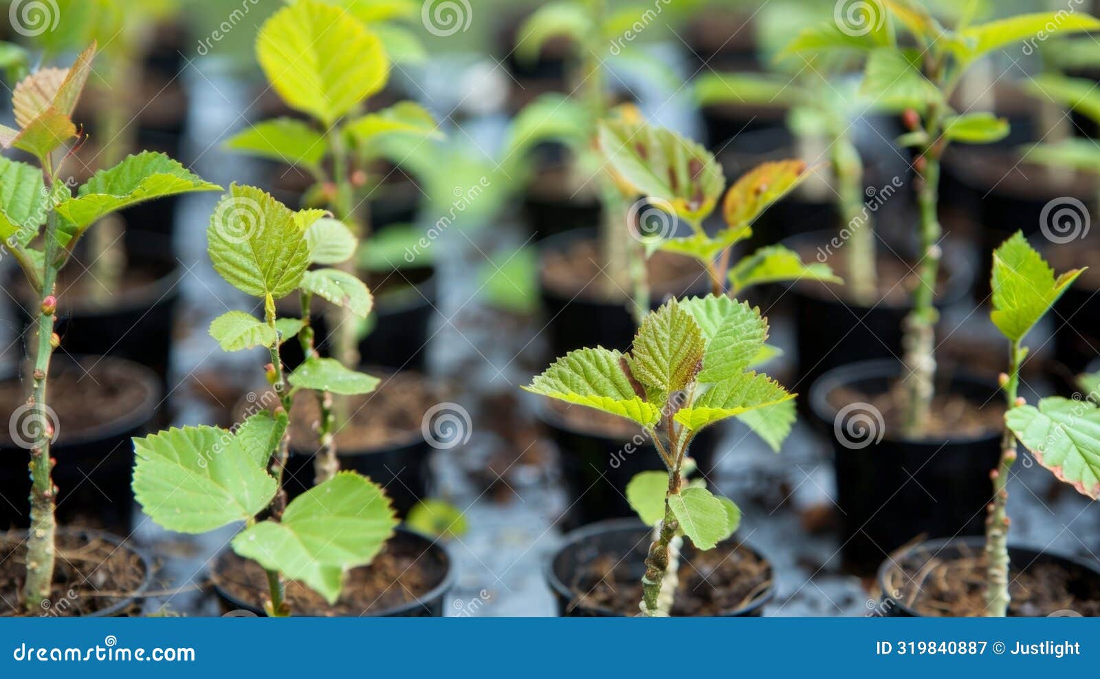 A Selection of Young Tree Saplings with Different Types of Leaves and ...