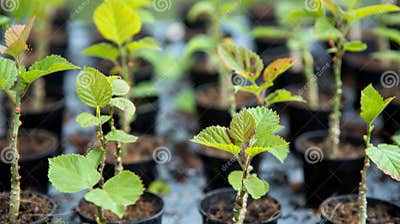 A Selection of Young Tree Saplings with Different Types of Leaves and ...
