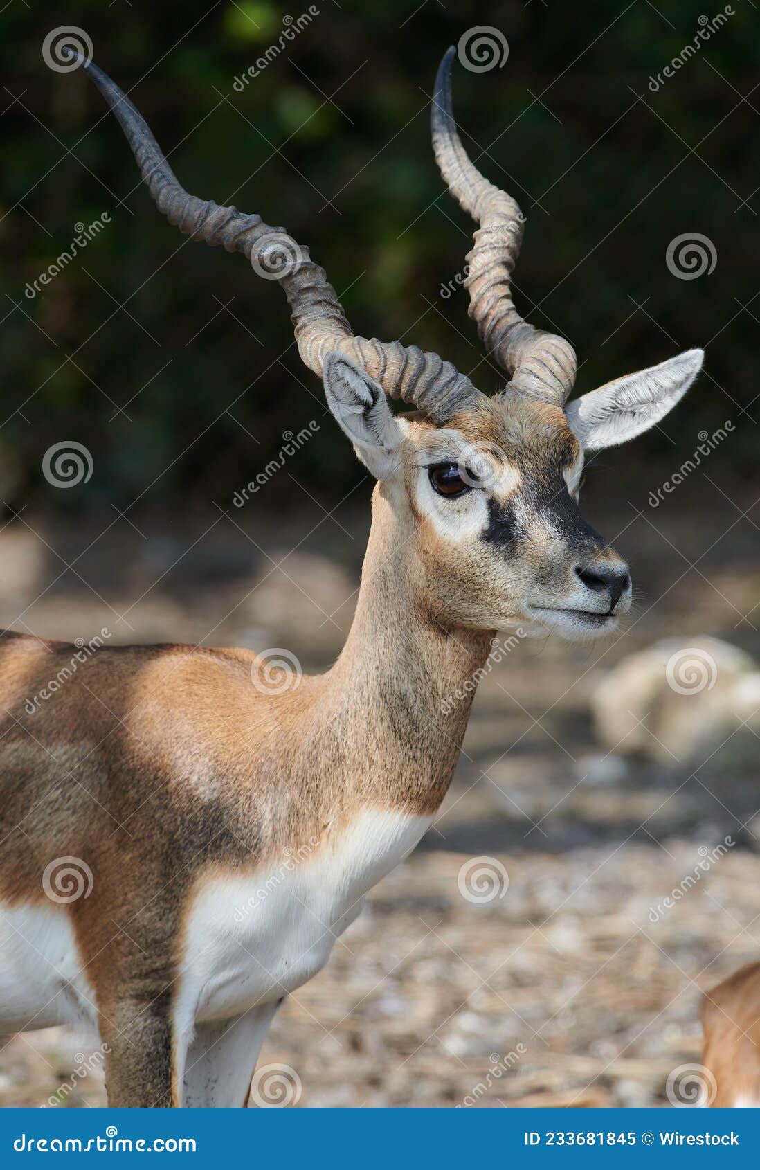 Selective of an Antelope in a Zoo Stock Image - Image of protection ...