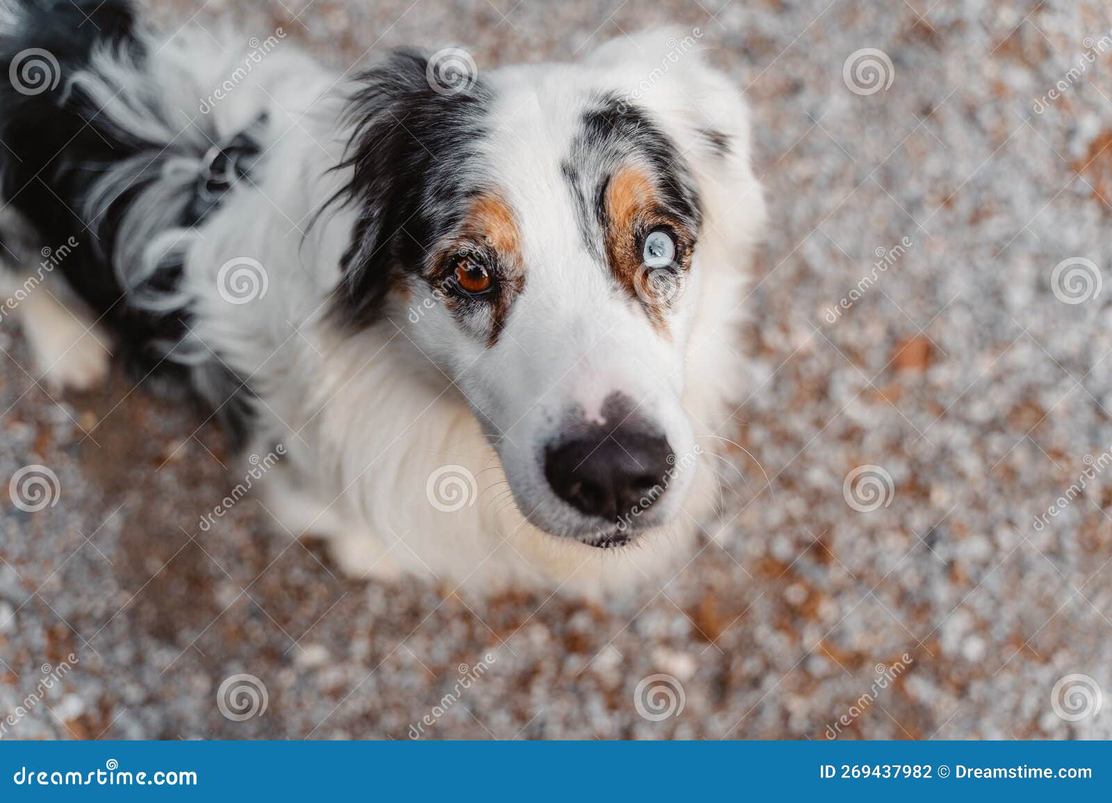 Selective of an Australian Shepherd Looking Up Stock Photo - Image of ...