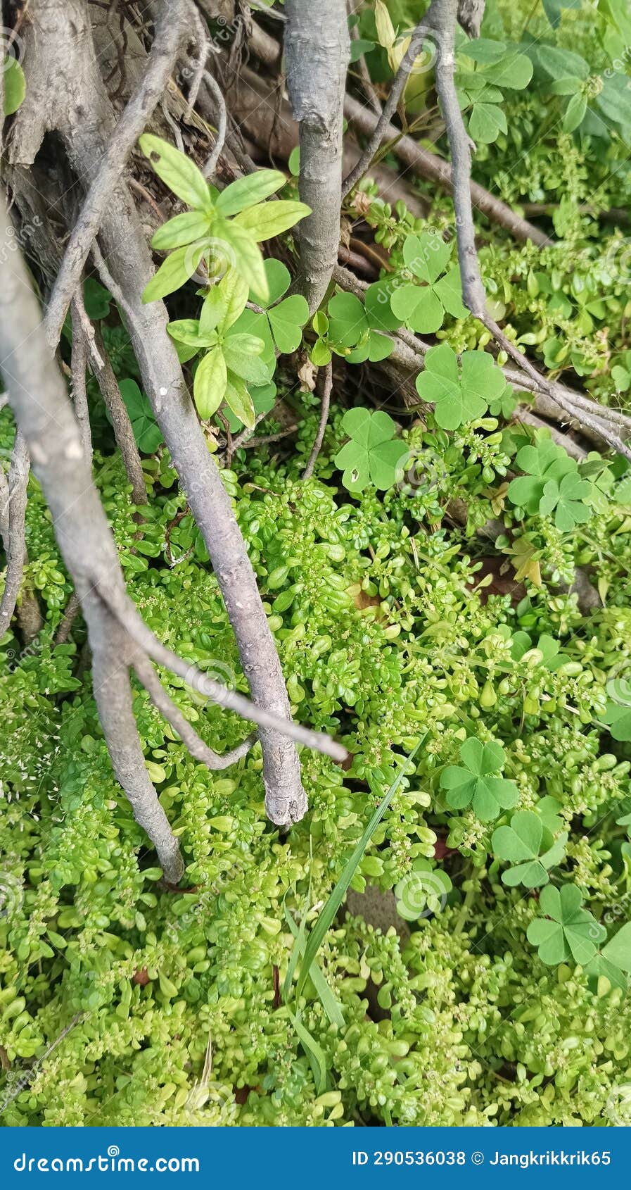 Selective Auto Focus of Tree Roots and Green Grass Stock Photo - Image ...