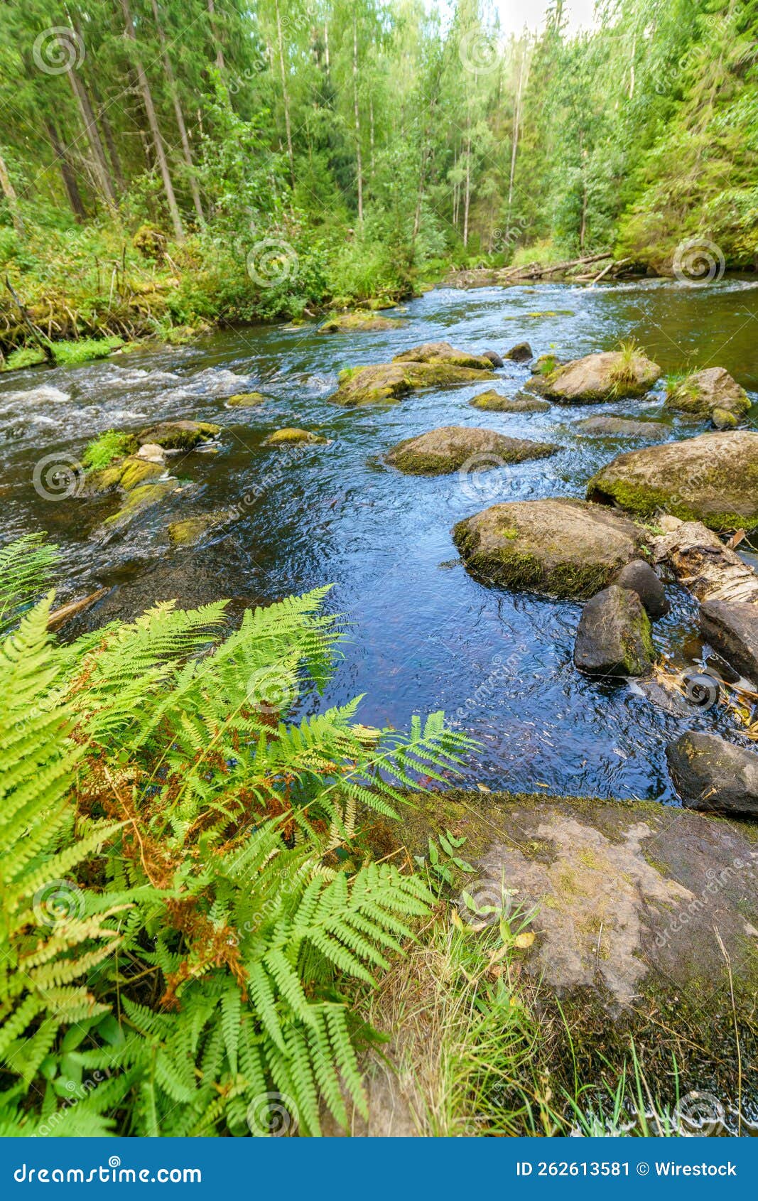 Selective of Beautiful Fern Plants Near the River in a Forest Stock Image - Image of wilderness ...