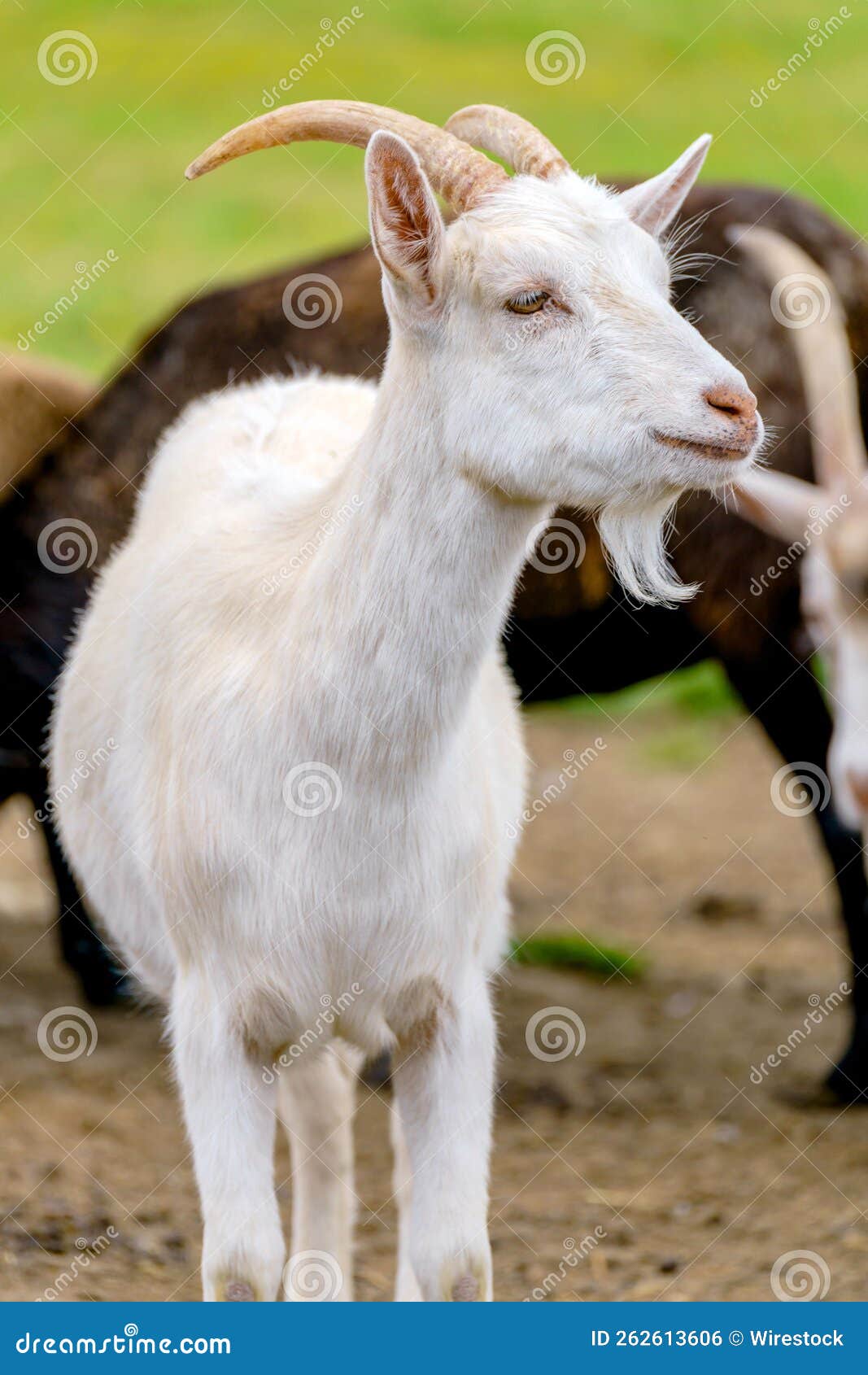 Selective of a Beautiful White Goat Stock Photo - Image of nature, goat ...