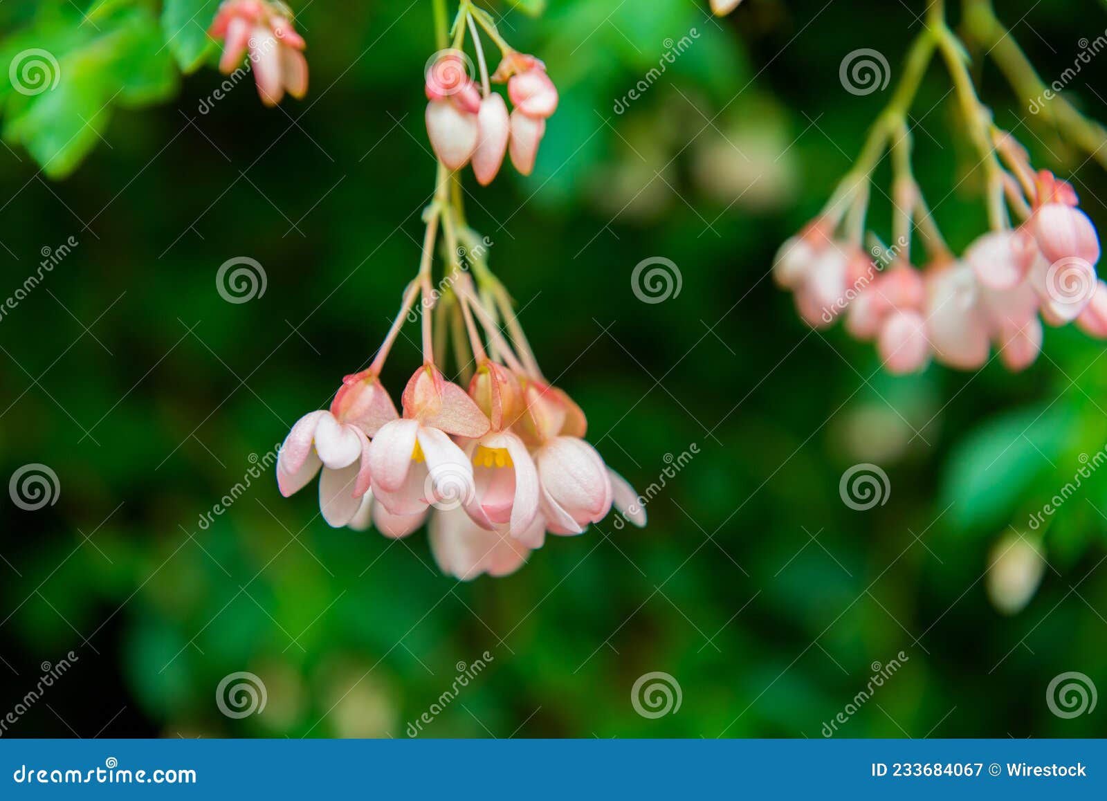 Begonia Fuchsioides Photos - Free & Royalty-Free Stock Photos from ...