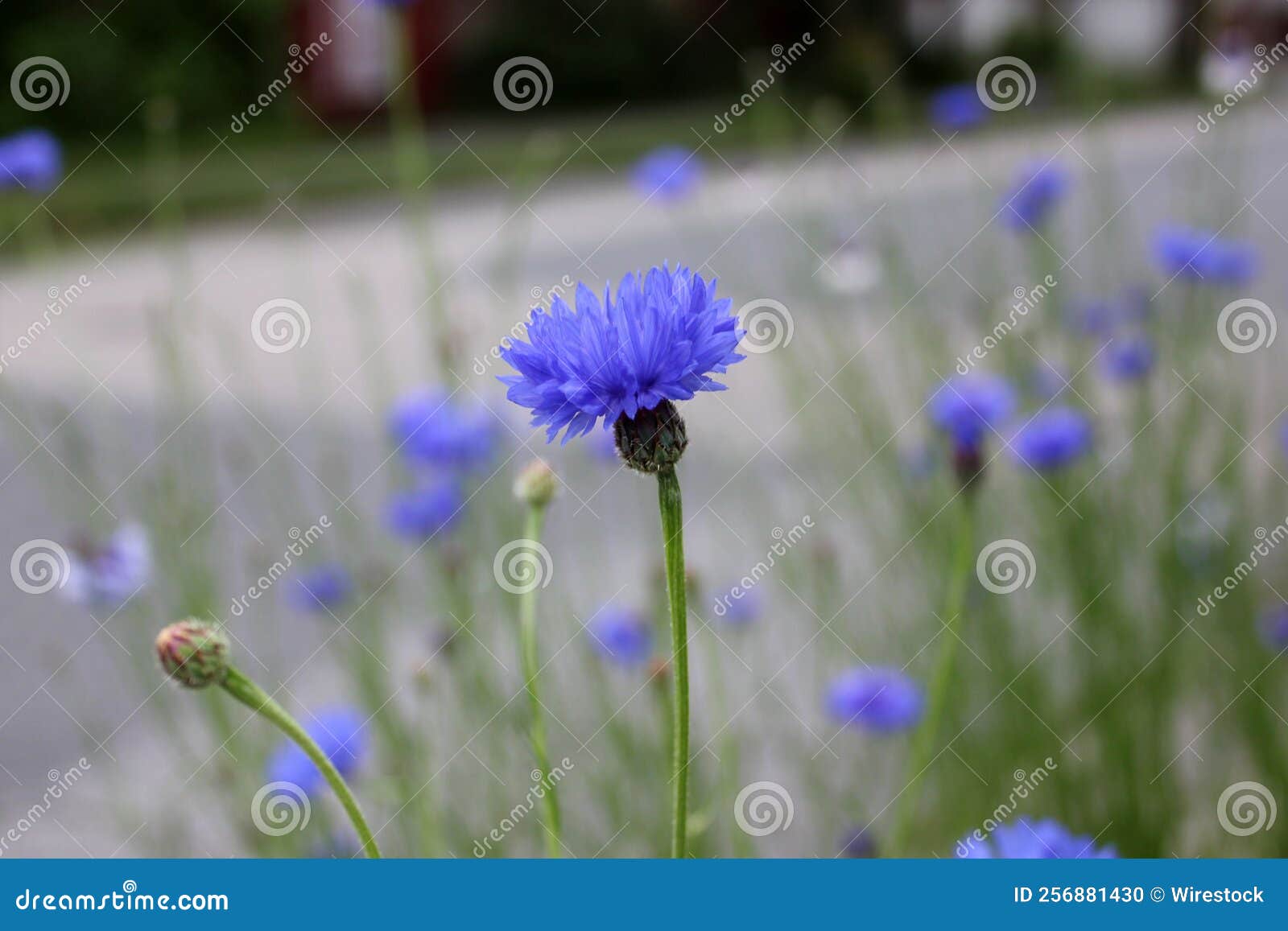 Selective of a Blue Cornflower in the Field. Stock Photo - Image of ...