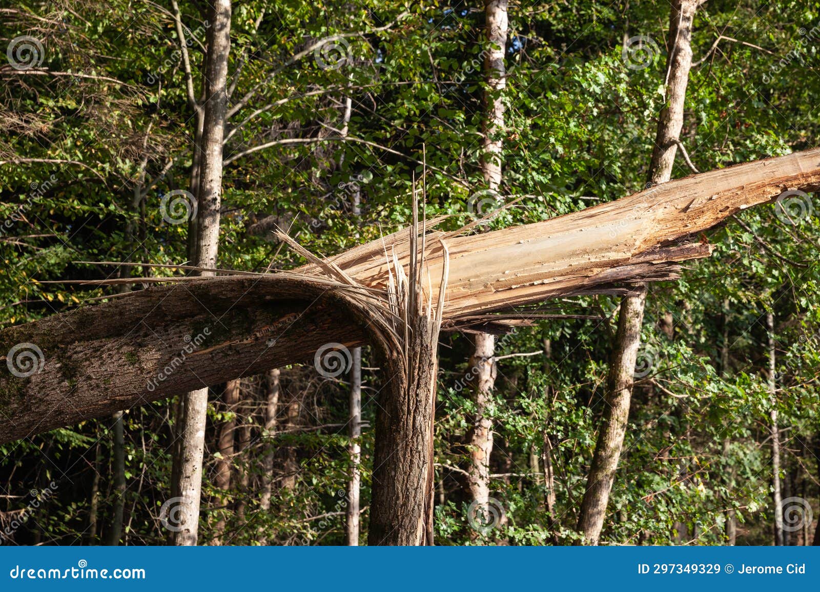 Selective Blur on a Tree Struck by Lightning, Torn Down, with a ...