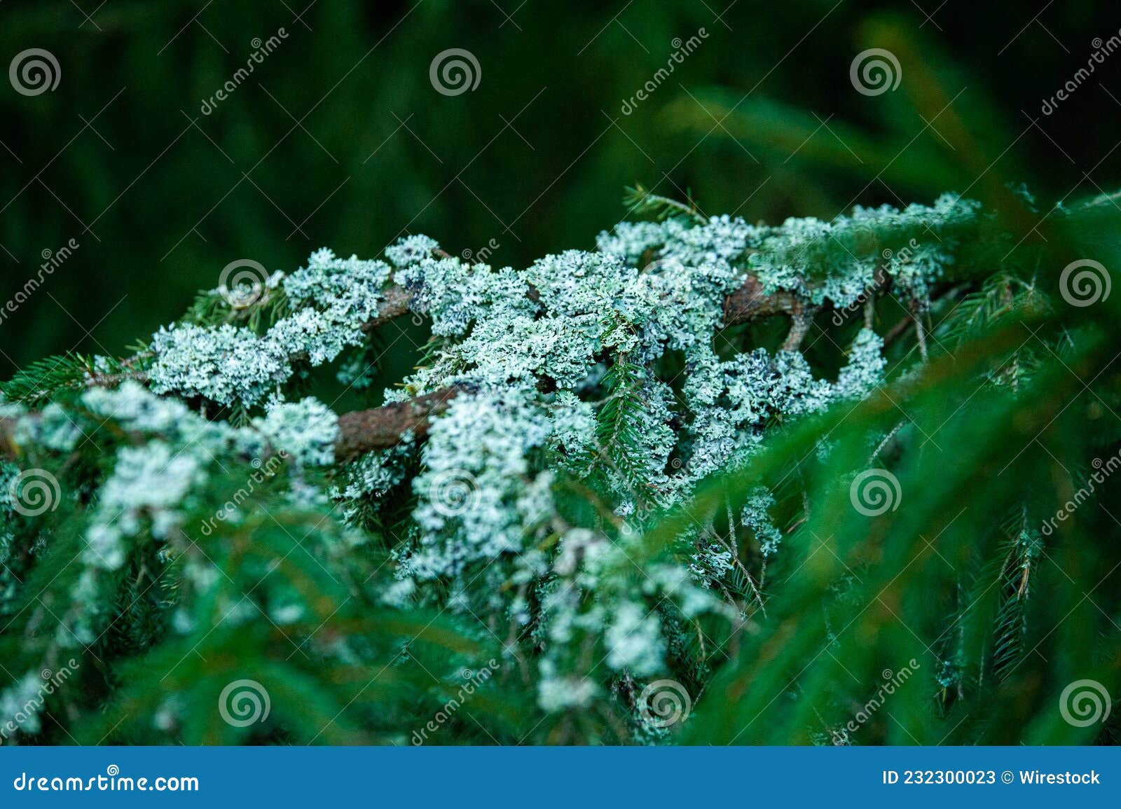 Selective of a Branch with Sprouts Stock Image - Image of flora, tree ...