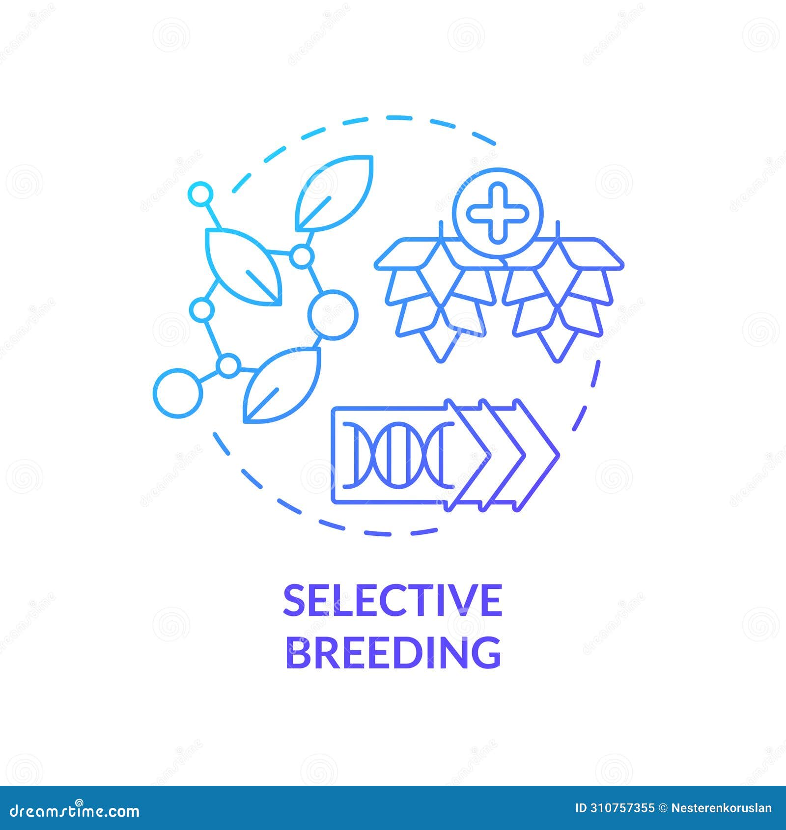 Artificial Selection With Selective Breeding For Vegetables Outline ...