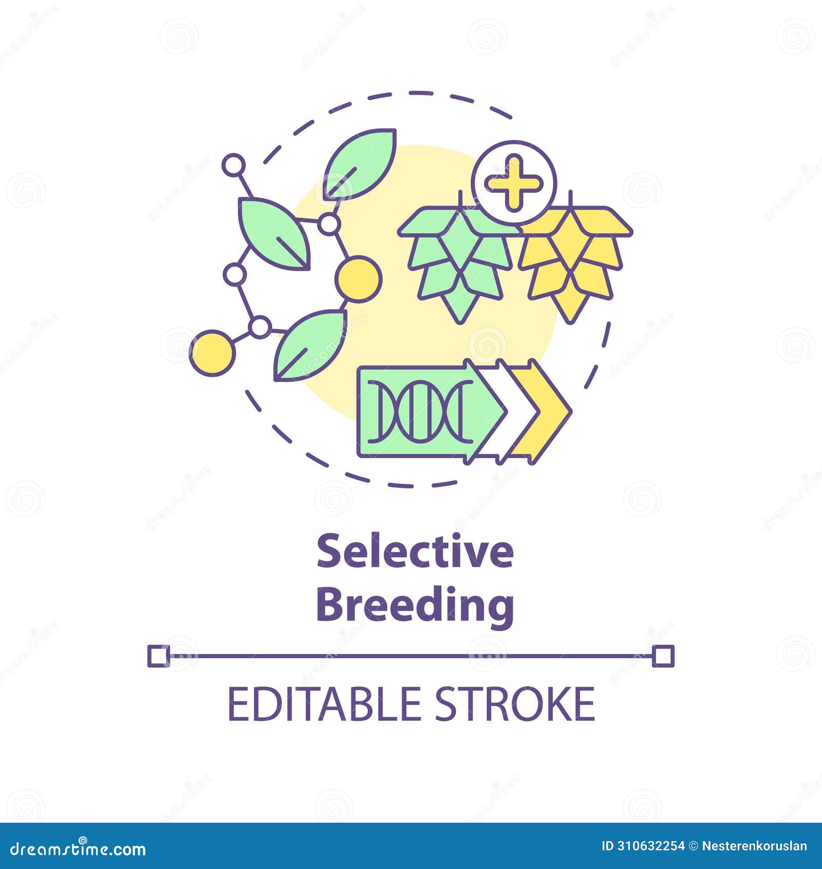 Artificial Selection With Selective Breeding For Vegetables Outline ...