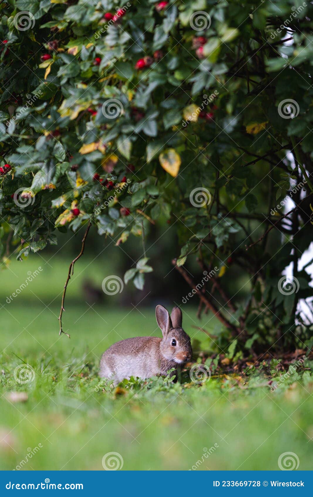 Selective of a Bunny Under the Tree in a Garden Stock Photo - Image of ...