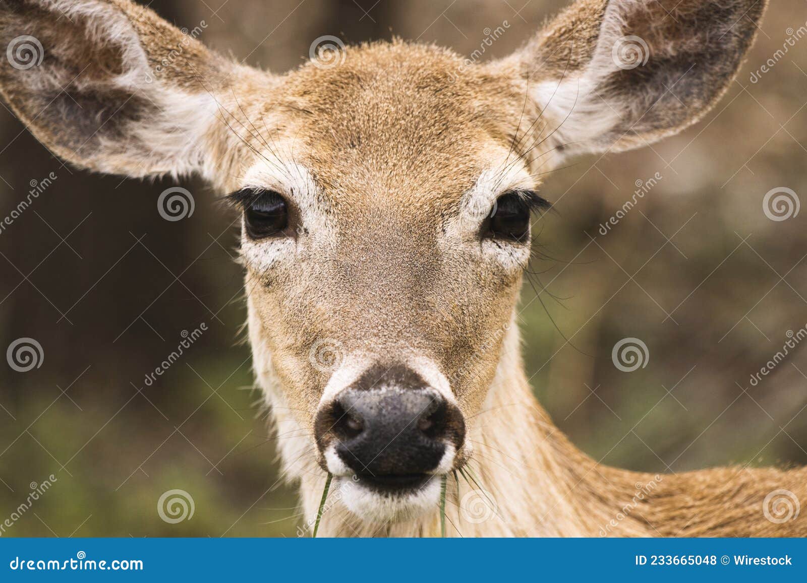 Selective Closeup of a Deer Face Stock Photo - Image of face ...
