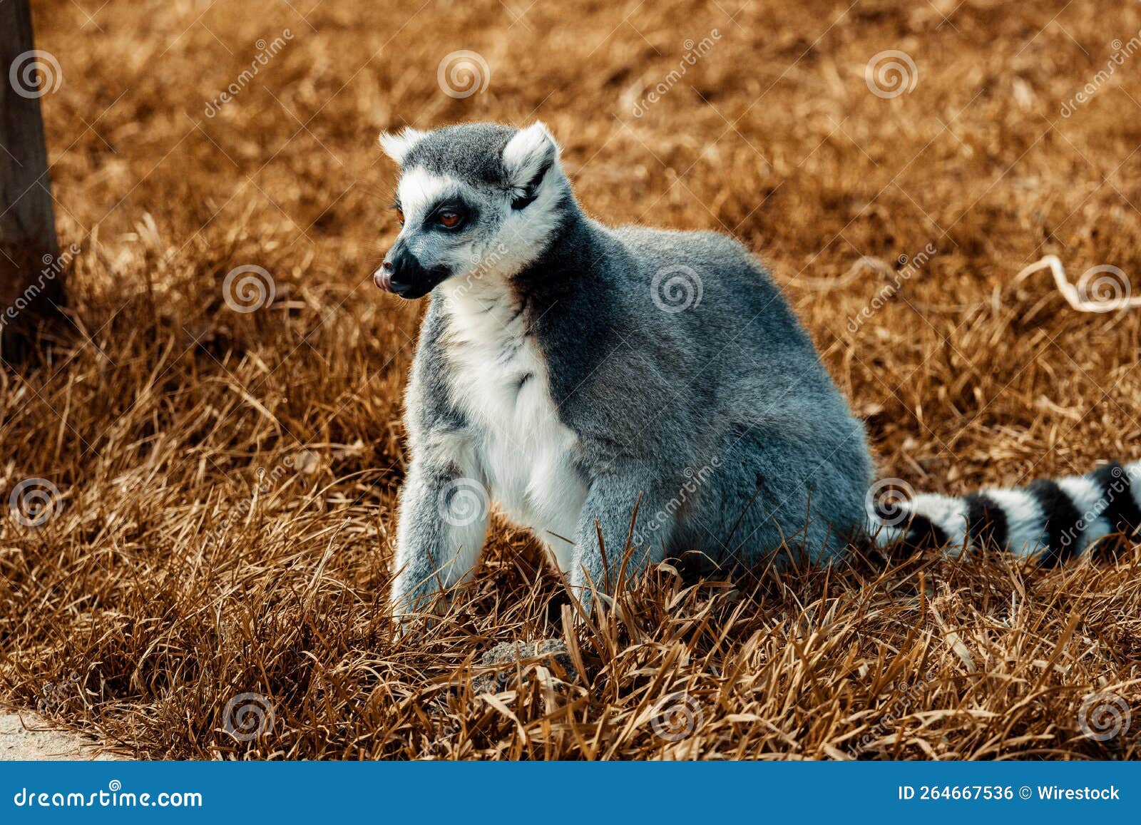 Selective Closeup Focus of a Lemur (Lemuroidea) on Dry Grass in a Park Stock Photo - Image of ...