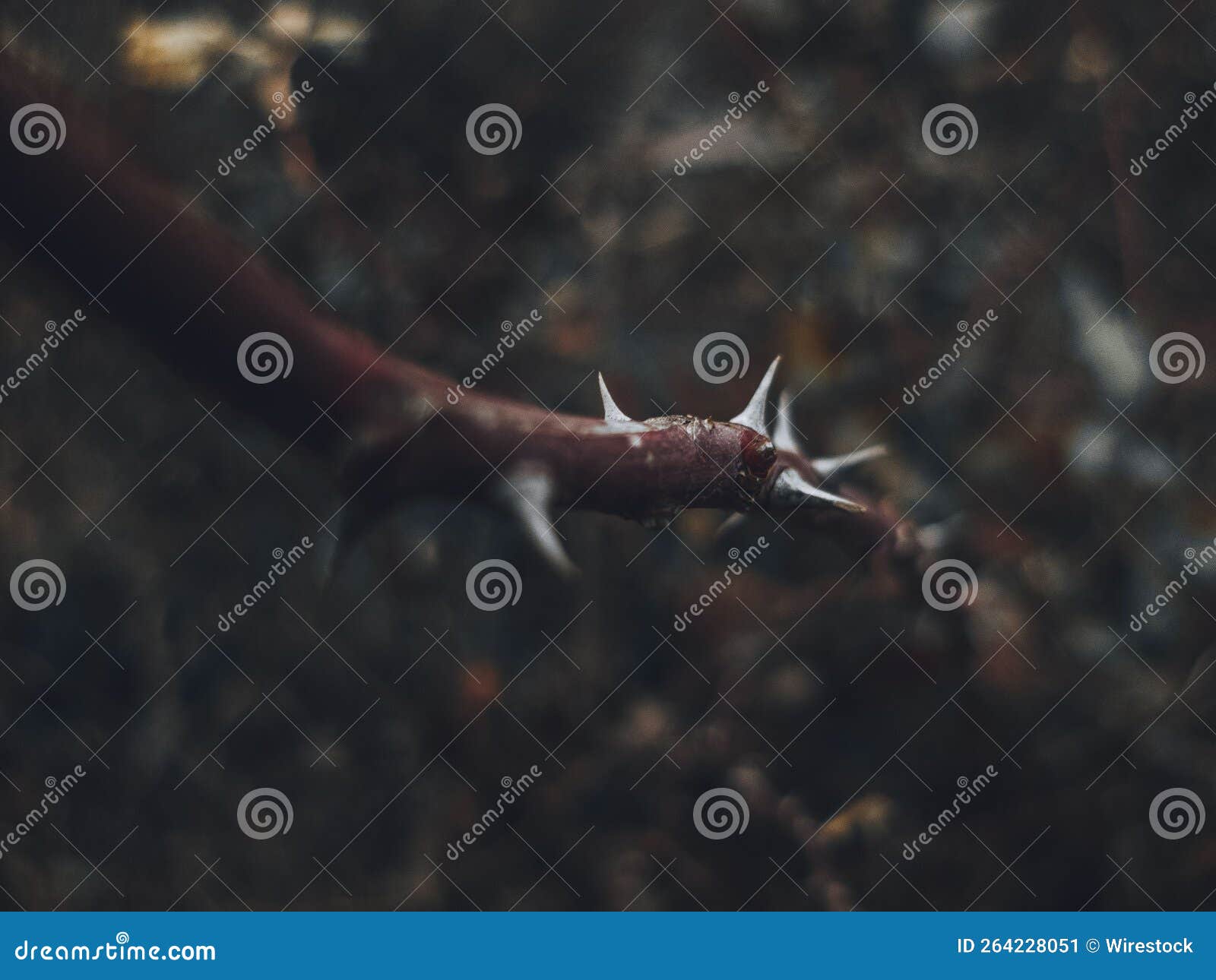 Selective Closeup Focus of Sharp Thorns on a Stem in a Forest Stock ...