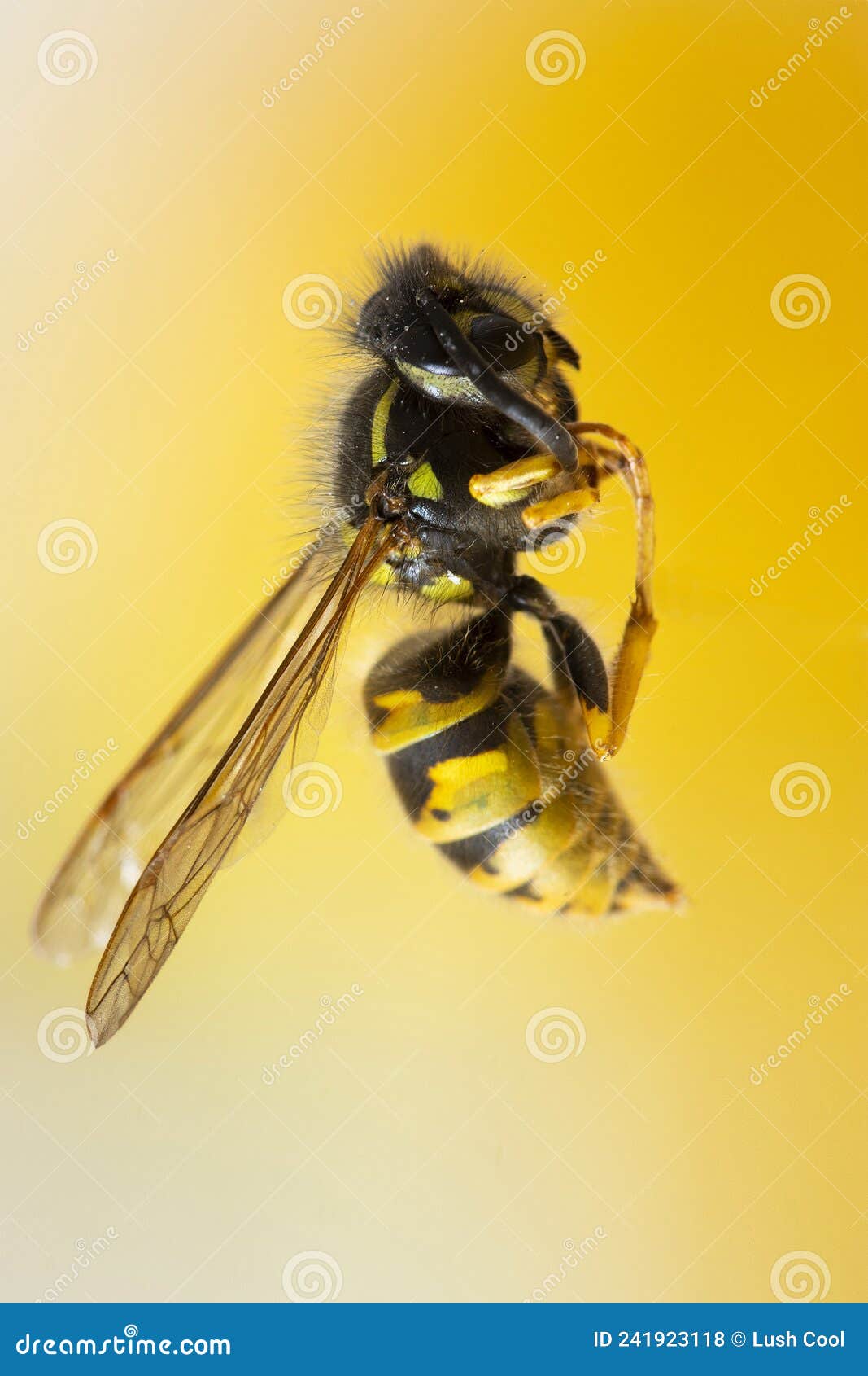 Focused Shot of Bee on Yellow Background with Vertical Position Stock ...