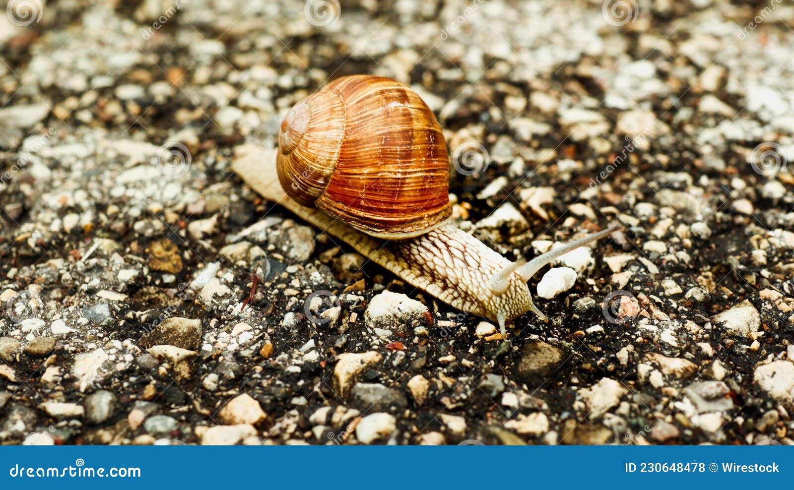Selective Closeup of a Garden Snail on the Ground Stock Photo - Image ...