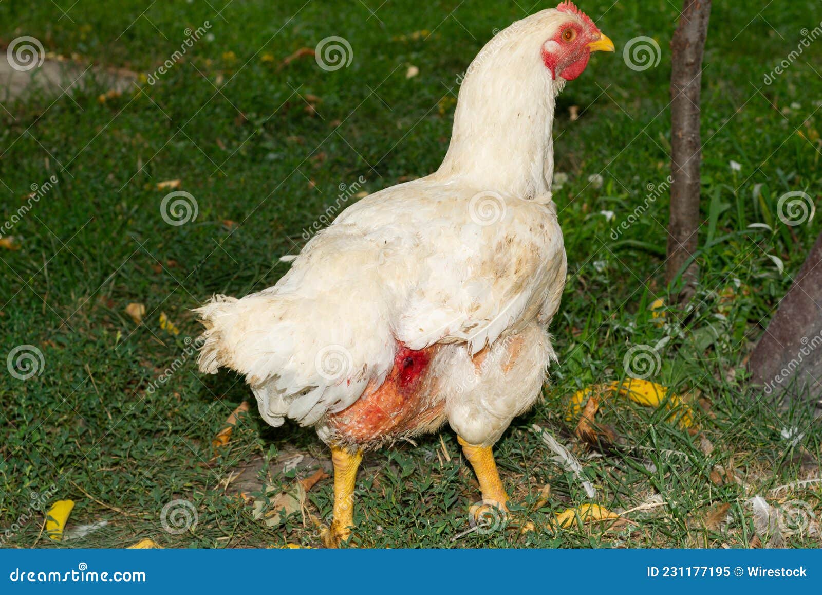 Selective Closeup of an Injured Chicken with an Open Wound in the Free ...