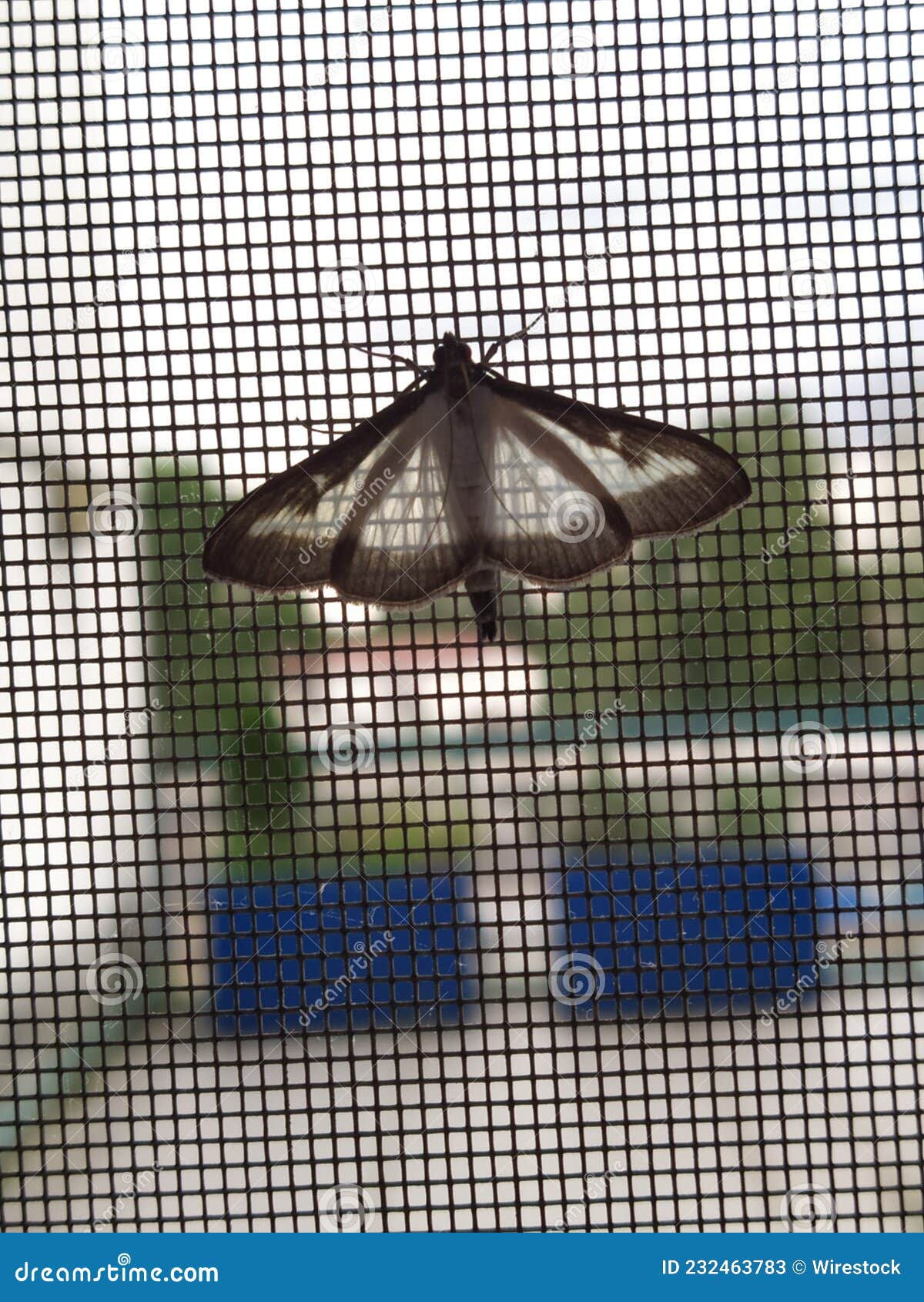 Selective Closeup of a Moth on a Grid Net Stock Image - Image of body ...