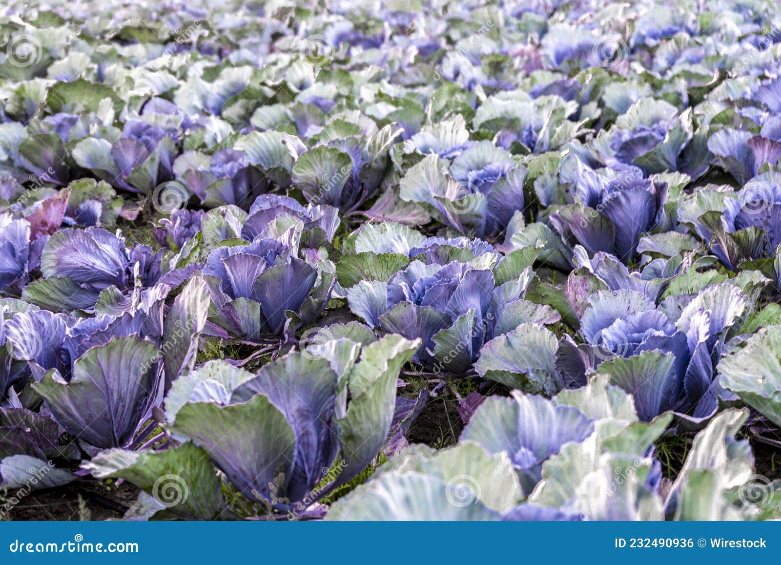 Selective Closeup of a Red Cabbage Field Stock Photo - Image of ...