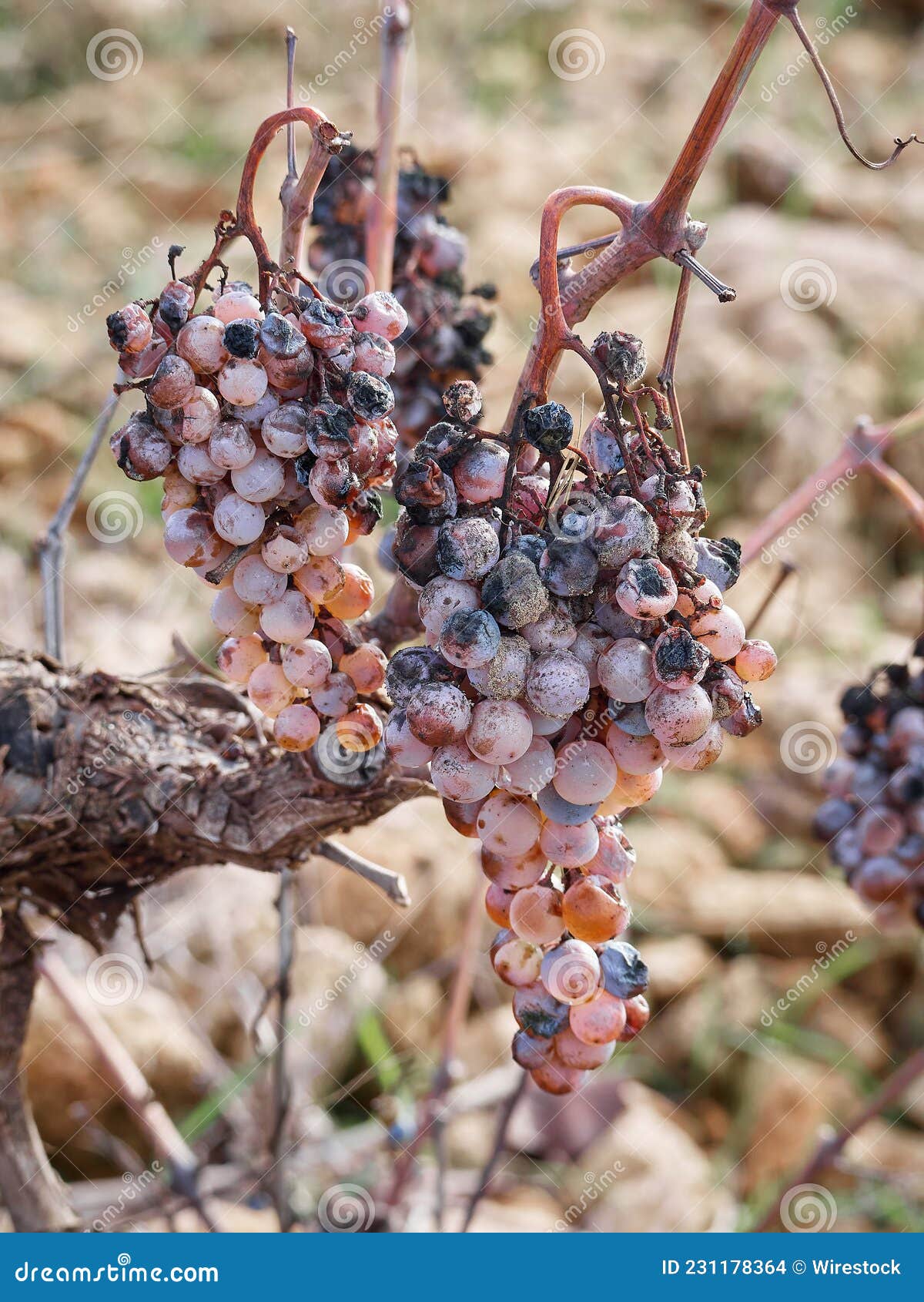 Selective Closeup of the Rotten Grape Bunch on a Vine Stock Photo ...