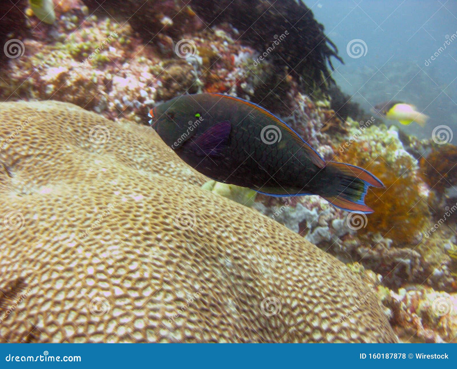 Selective Closeup Shot of Black Coral Reef Fish Stock Photo - Image of ...