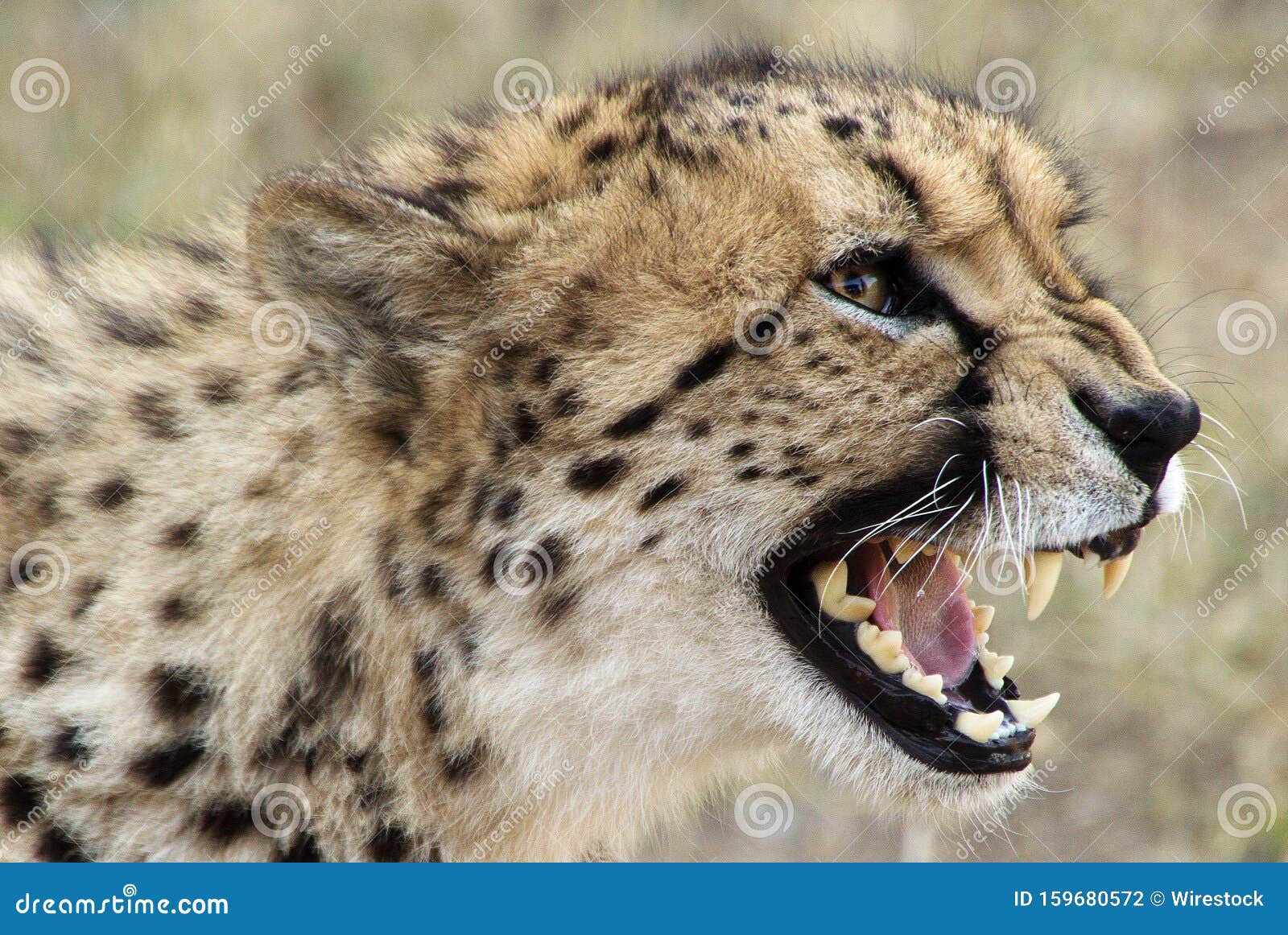 Selective Closeup Shot of a Cheetah with Open Mouth Stock Photo - Image ...