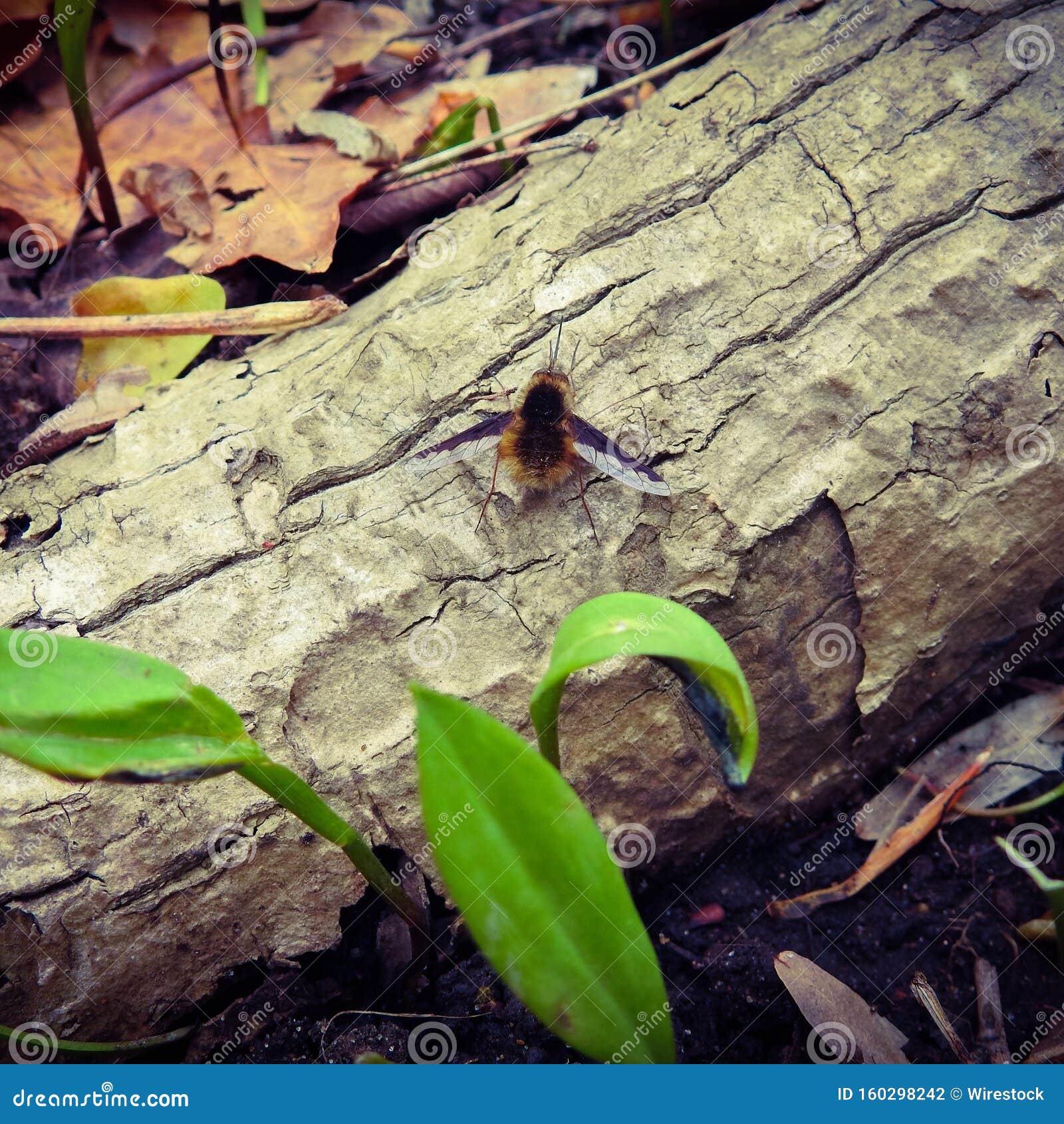 Selective Closeup Shot of a Fly on a Tree Log Surrounded by Dry Leaves ...