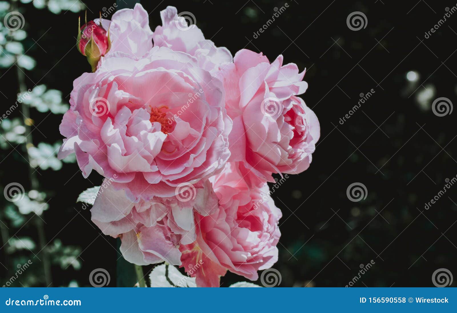 Selective Closeup Shot of Pink Cabbage Roses Stock Photo - Image of ...