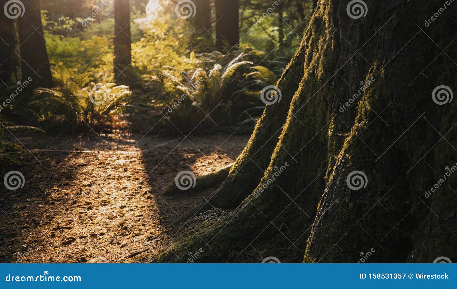 Selective Closeup Shot of Tree Roots Surrounded by Plants in a Forest ...