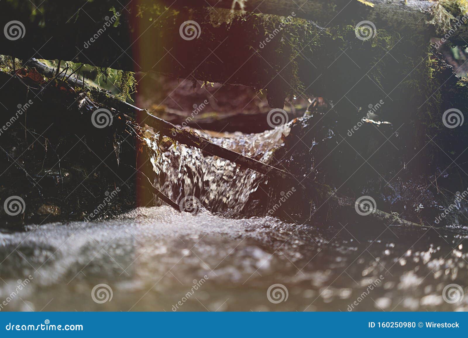 Selective Closeup Shot of a Water Stream Flowing through Tree Trunks ...
