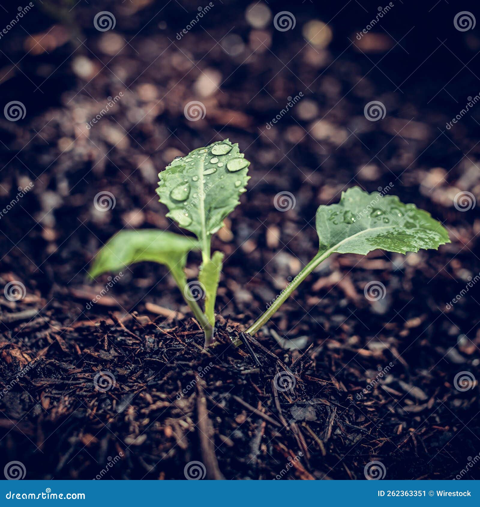 Selective Closeup of Sprouting Plant in a Soil Stock Image - Image of ...