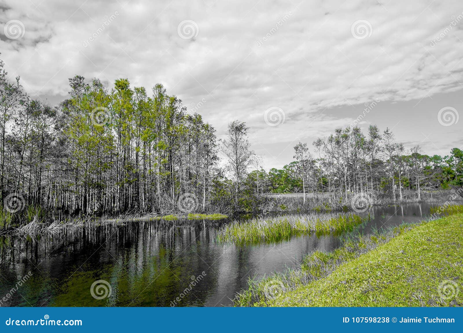 Selective color marsh stock photo. Image of forest, bayou - 107598238