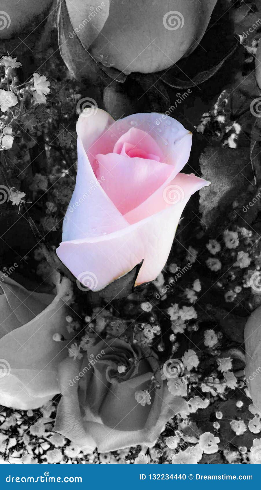 Soft pink rose stock photo. Image of color, soft, rose - 132234440