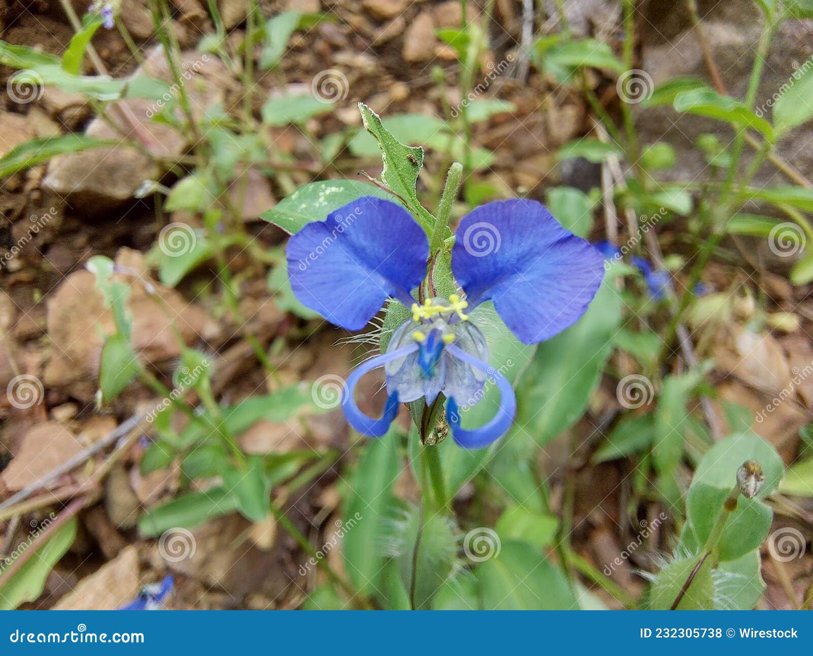 Selective of Commelina Communis Flowers Stock Photo - Image of ecology ...