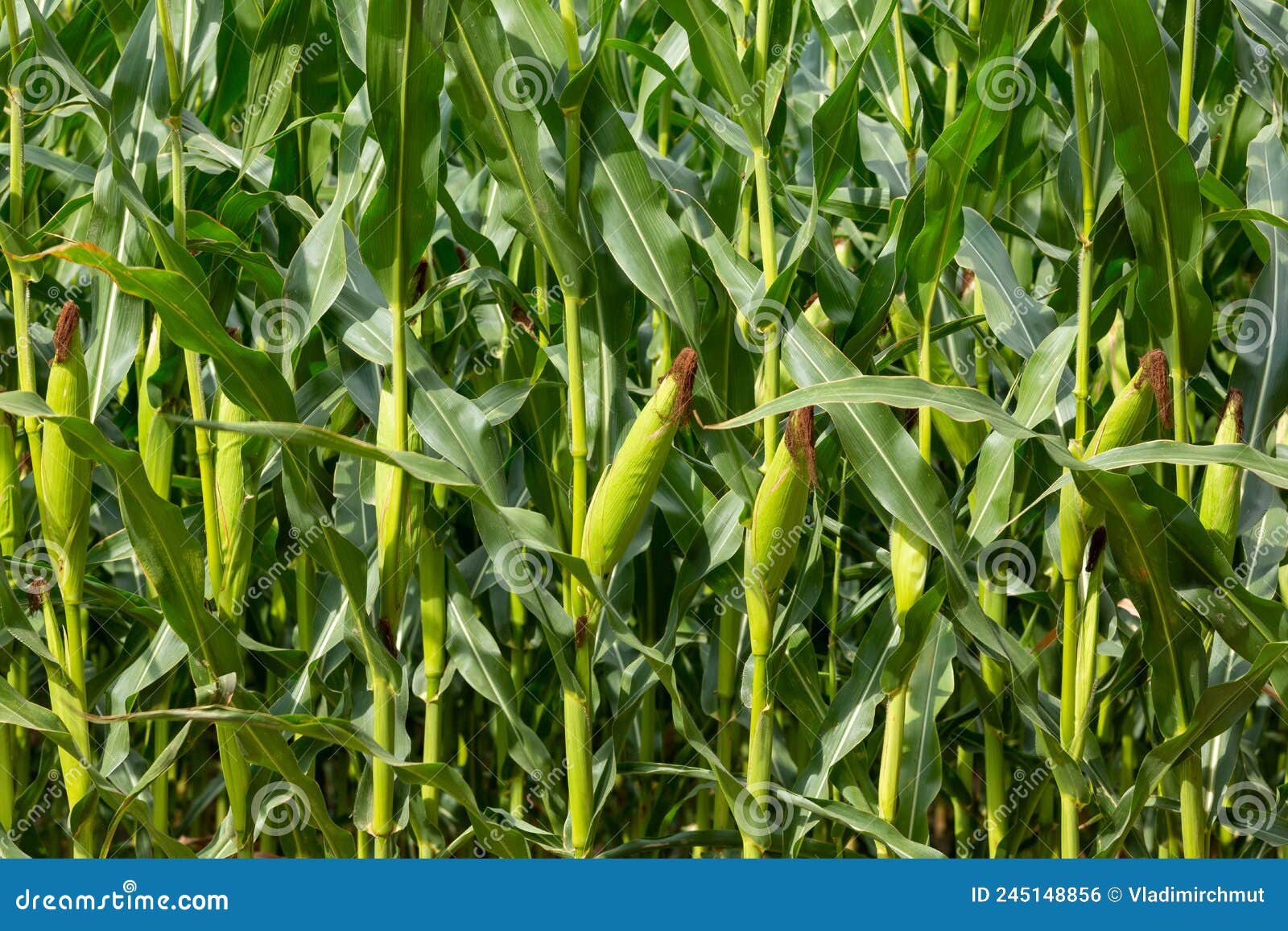 Selective Corn Cob Focus, Corn Pods in an Organic Field Stock Photo ...
