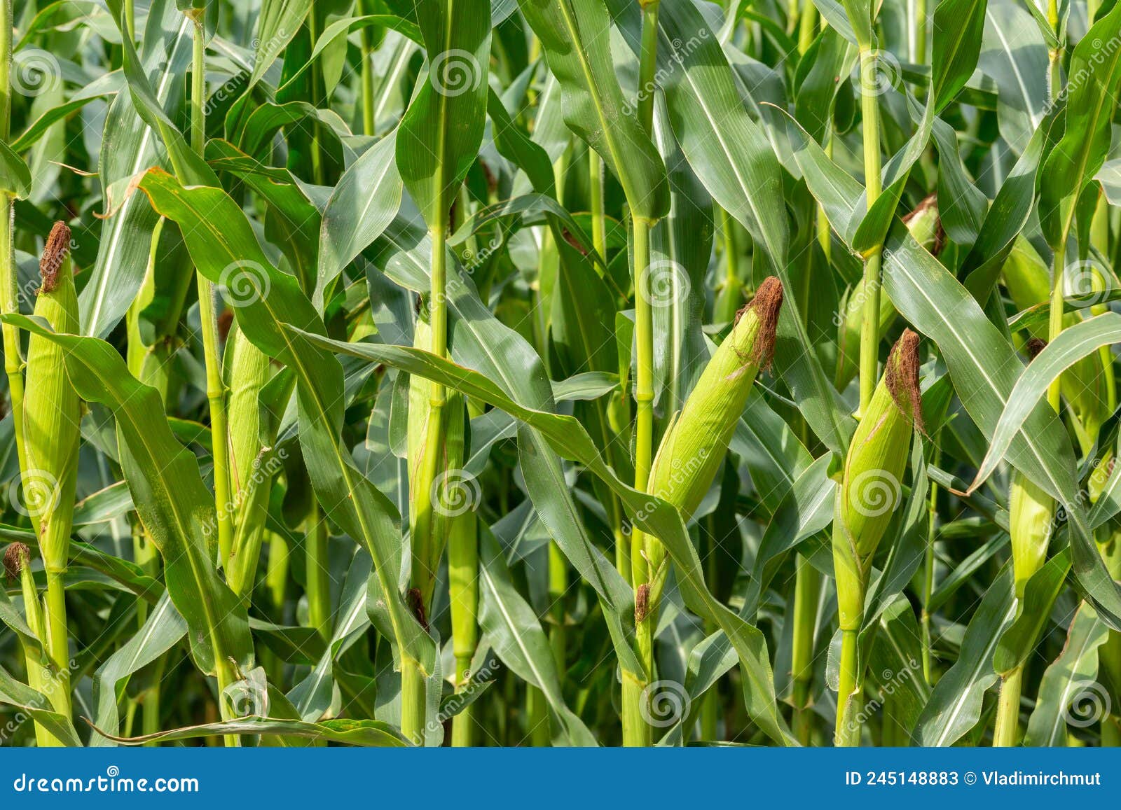 Selective Corn Cob Focus, Corn Pods in an Organic Field Stock Image ...