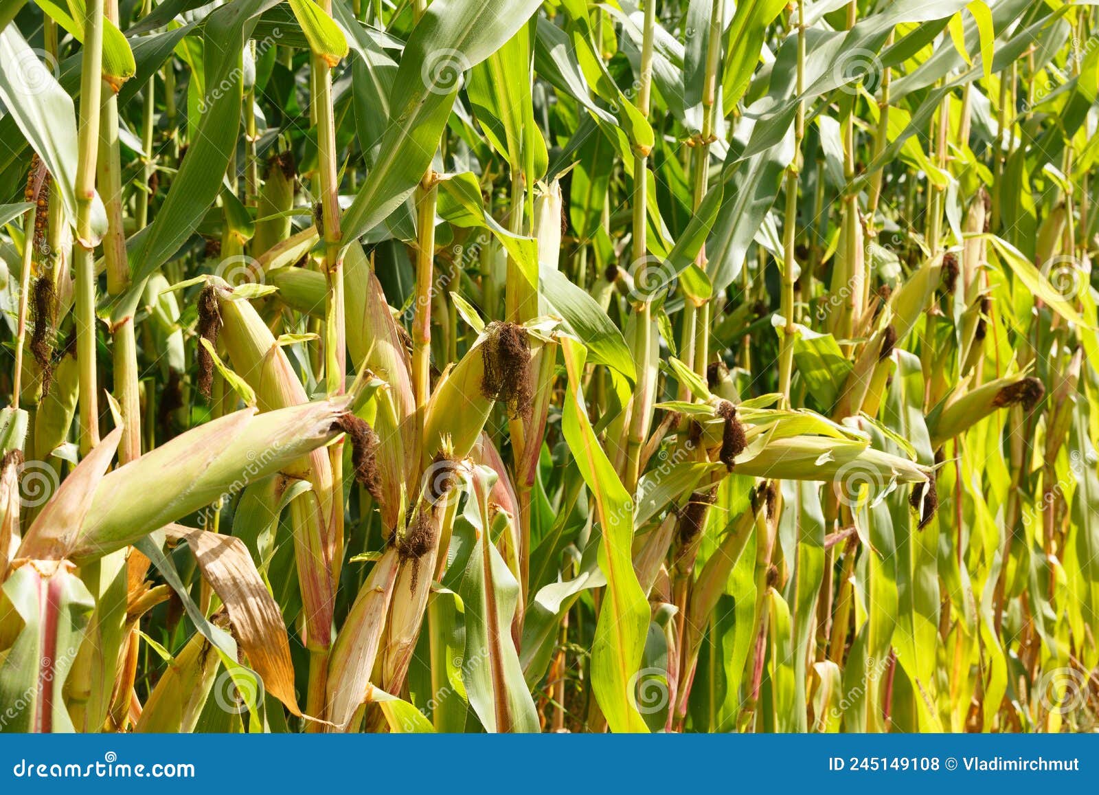 Selective Corn Cob Focus, Corn Pods in an Organic Field Stock Photo ...