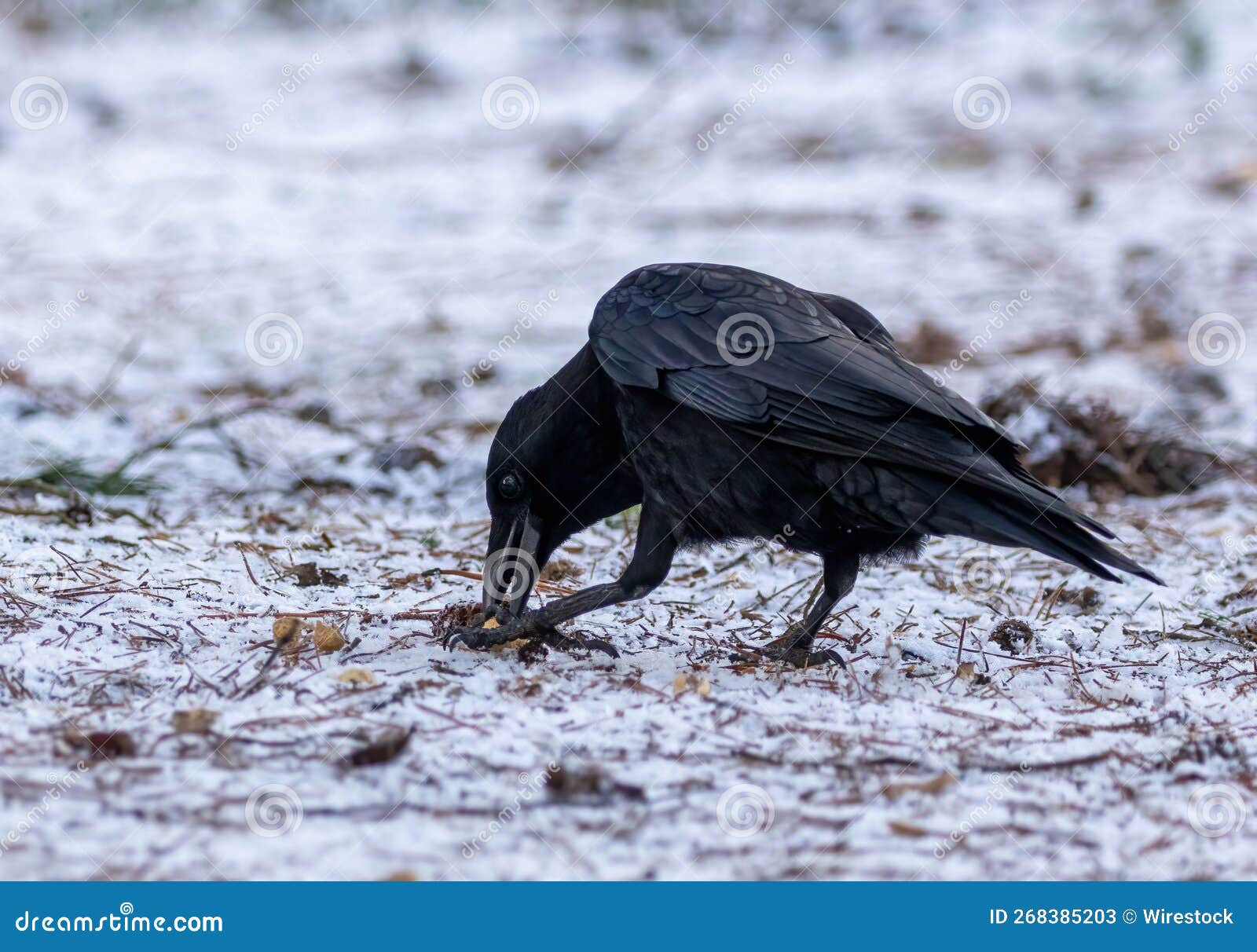 Selective of a Crow on the Snowy Ground Stock Image - Image of common ...