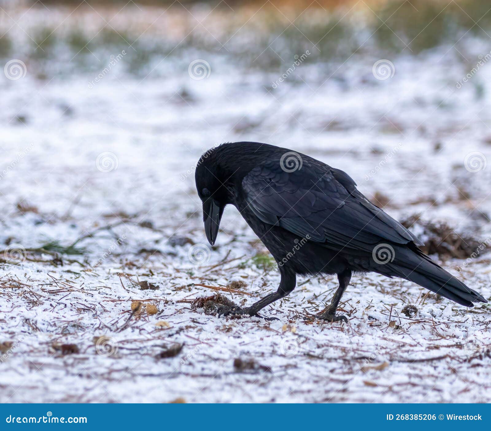 Selective of a Crow on the Snowy Ground Stock Photo - Image of common ...